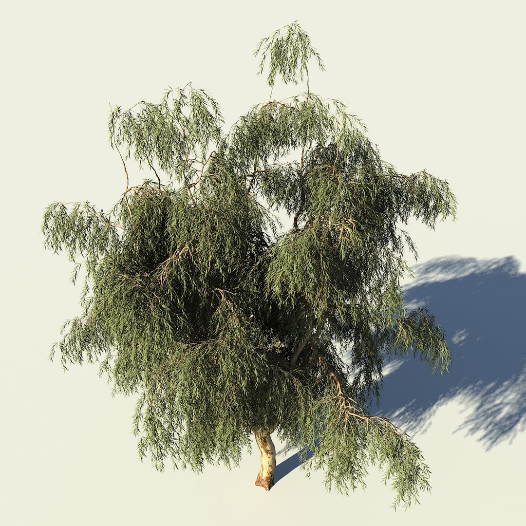 3d Model Eucalyptus Tree