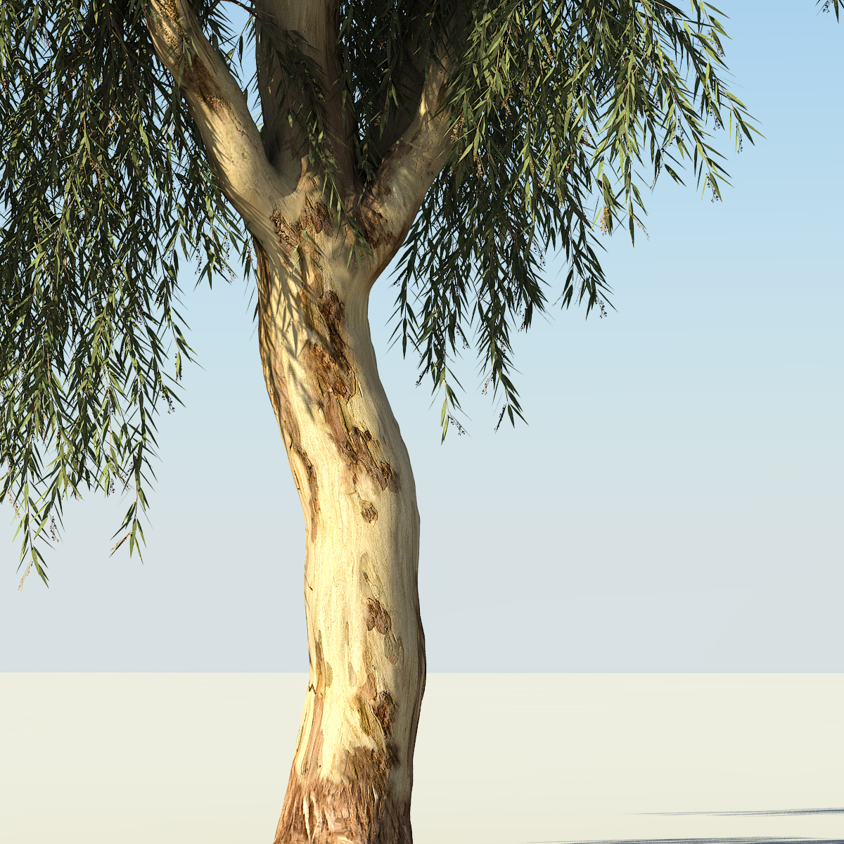 3d model eucalyptus tree