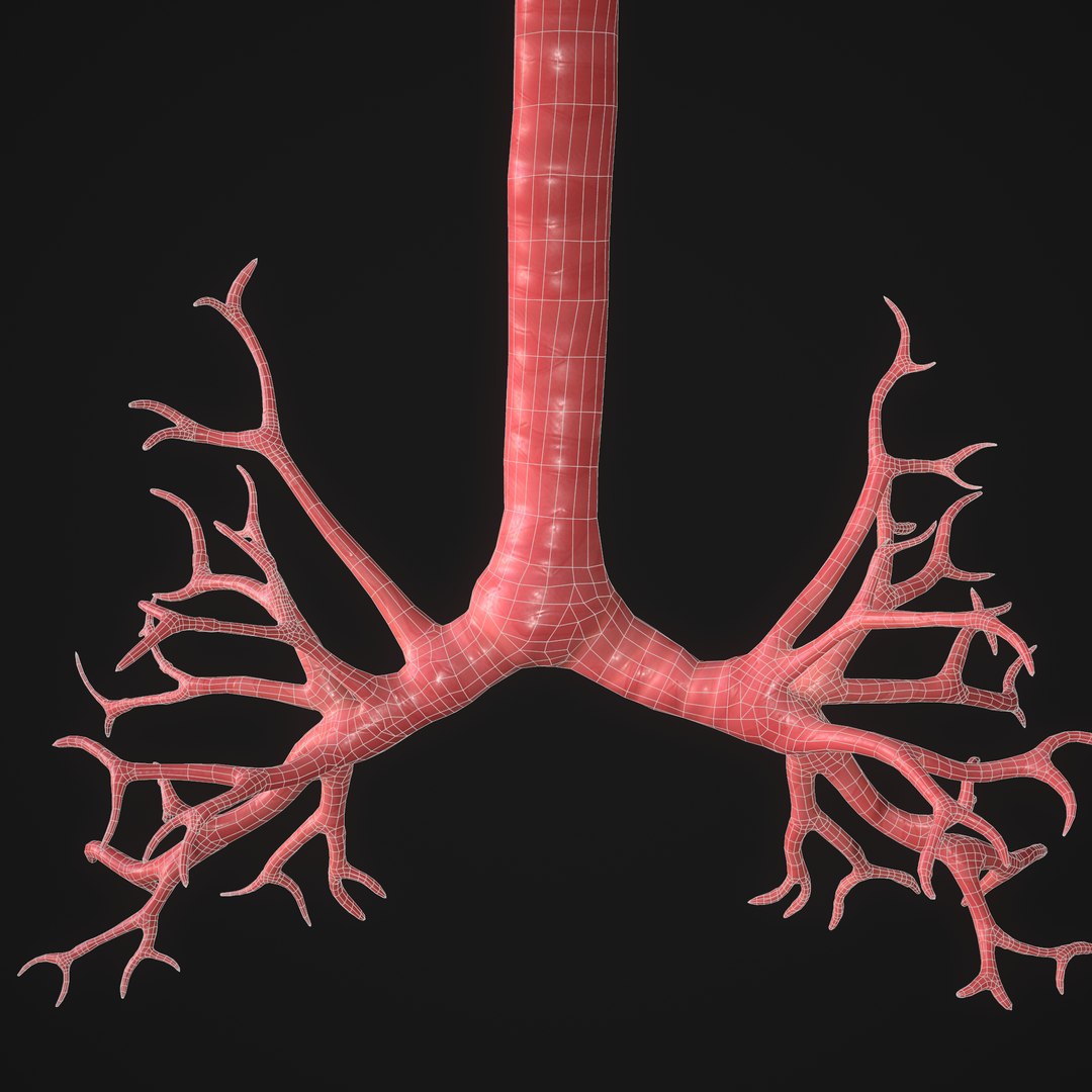 3D Human Lungs Model - TurboSquid 1647223