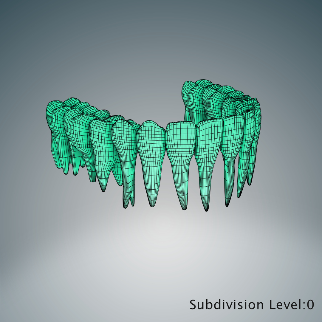 Teeth jaw model - TurboSquid 1182230