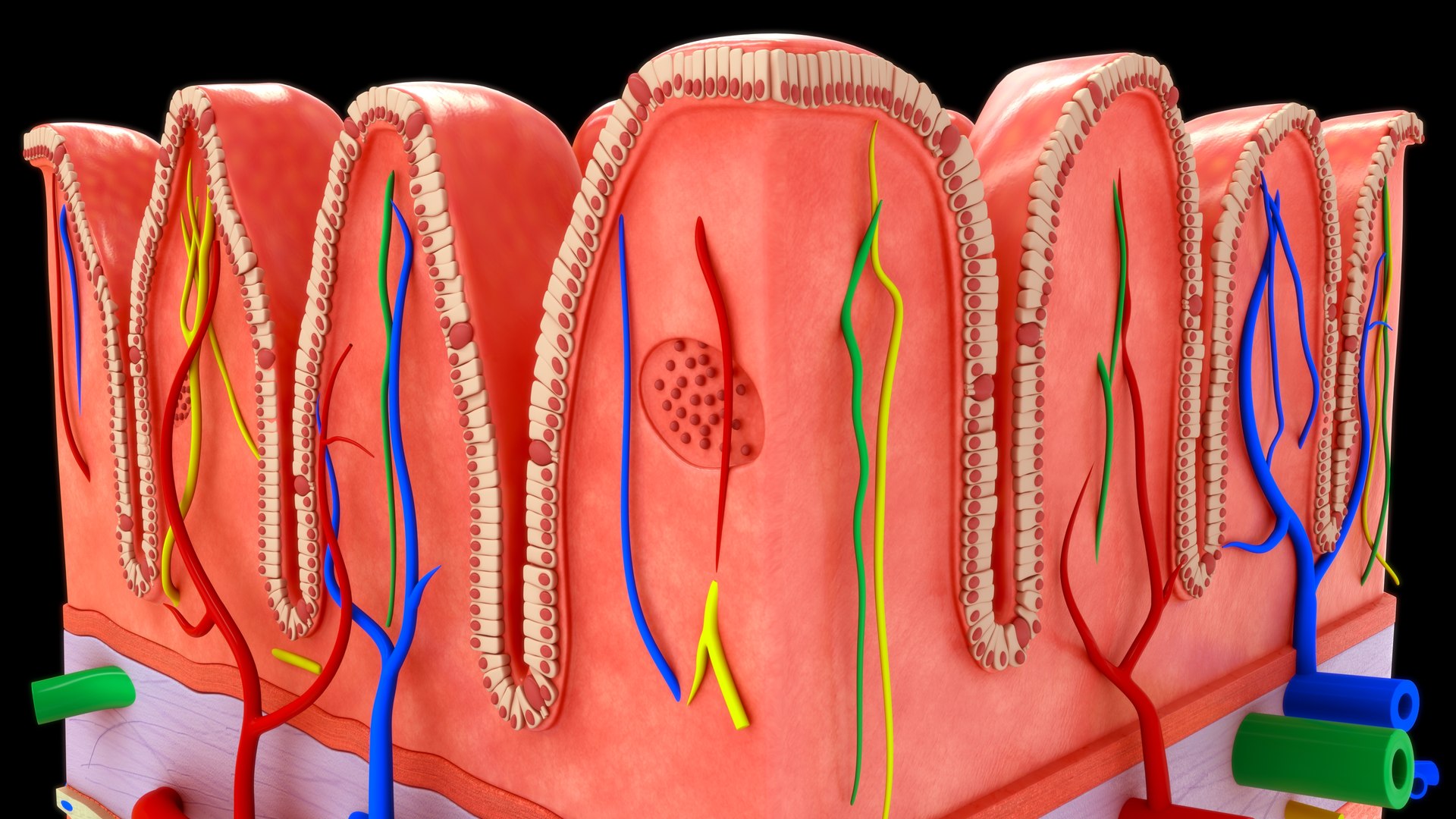 Large Intestine Wall Section 3D Model - TurboSquid 2187119