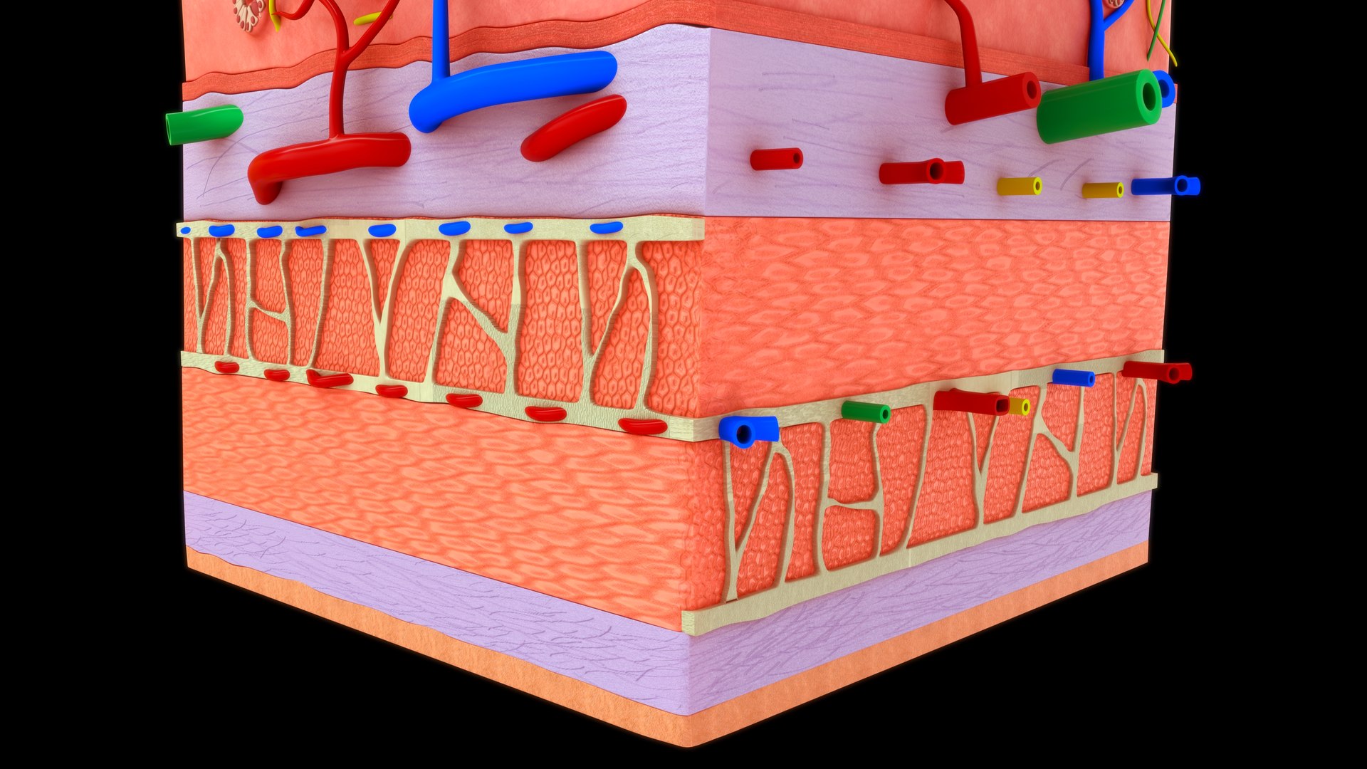 Large Intestine Wall Section 3D Model - TurboSquid 2187119