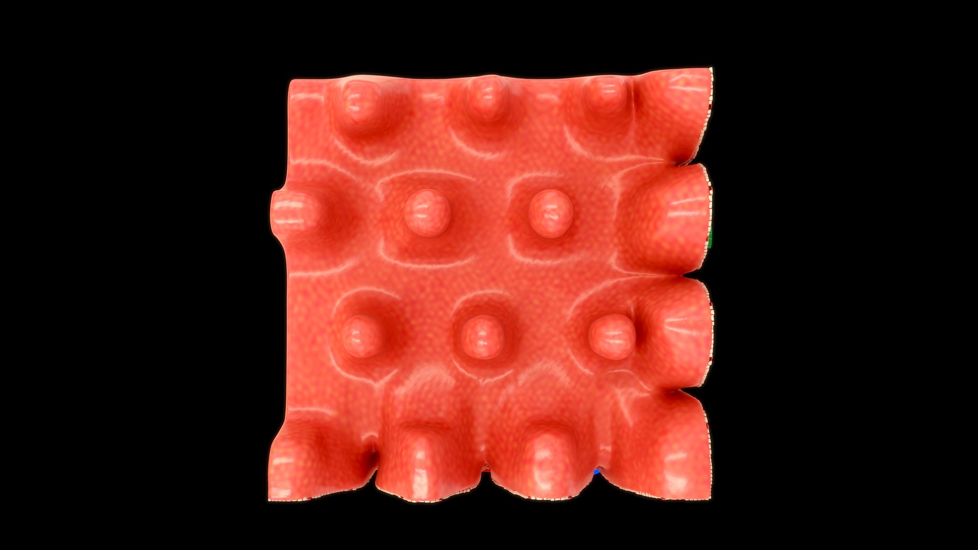 Large Intestine Wall Section 3D Model - TurboSquid 2187119