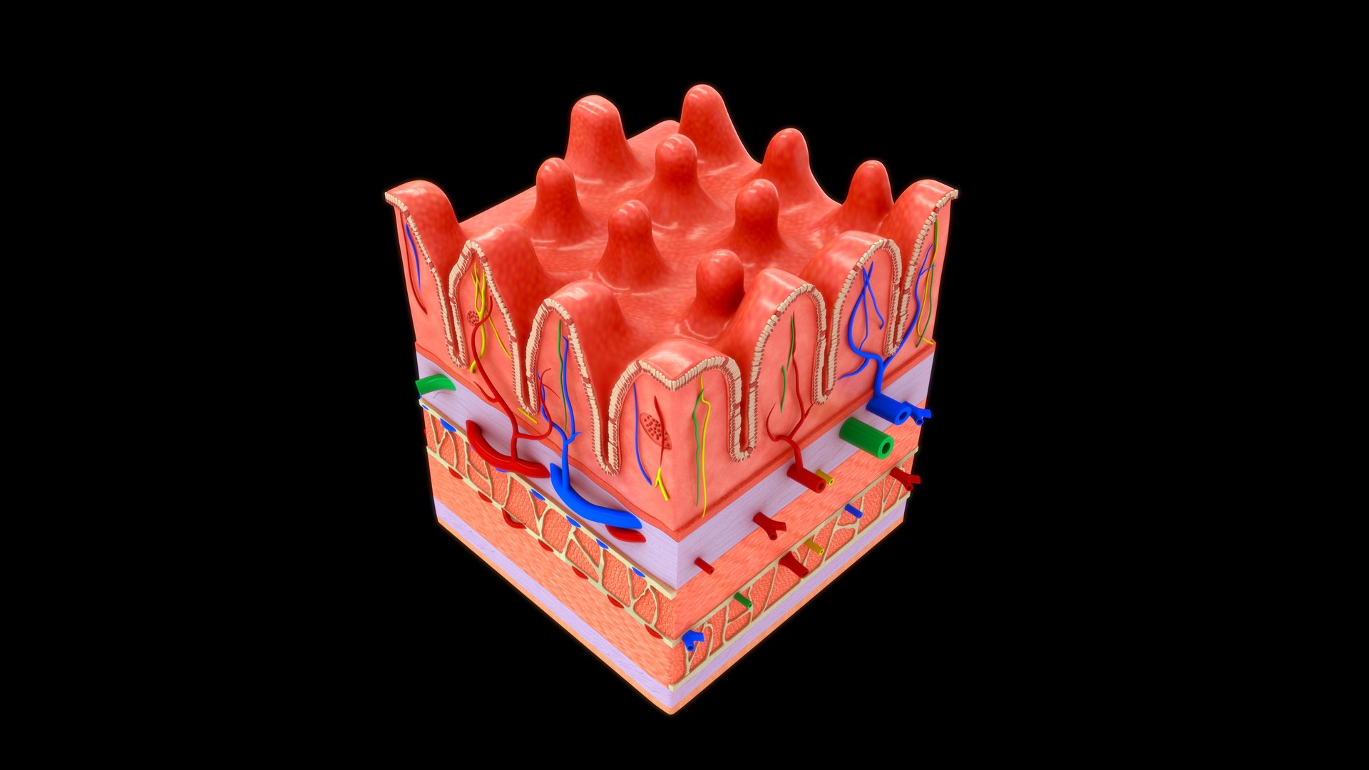 Large Intestine Wall Section 3D Model - TurboSquid 2187119