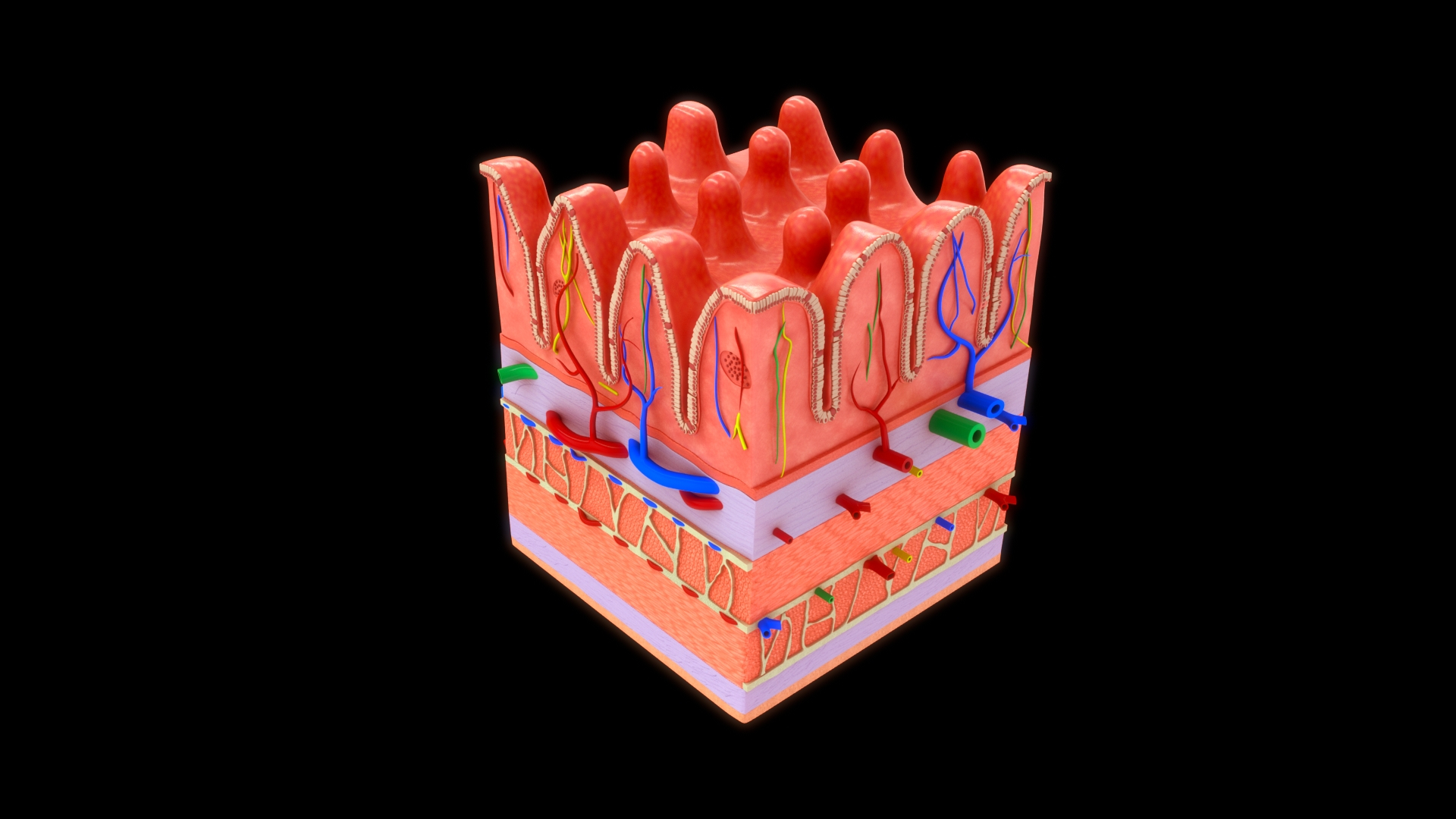 Large Intestine Wall Section 3D Model - TurboSquid 2187119