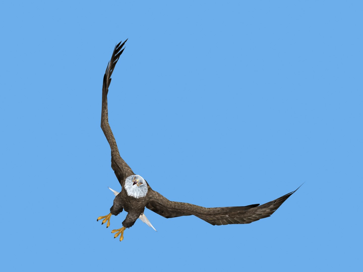 3D Bald Eagle Model - TurboSquid 2101797