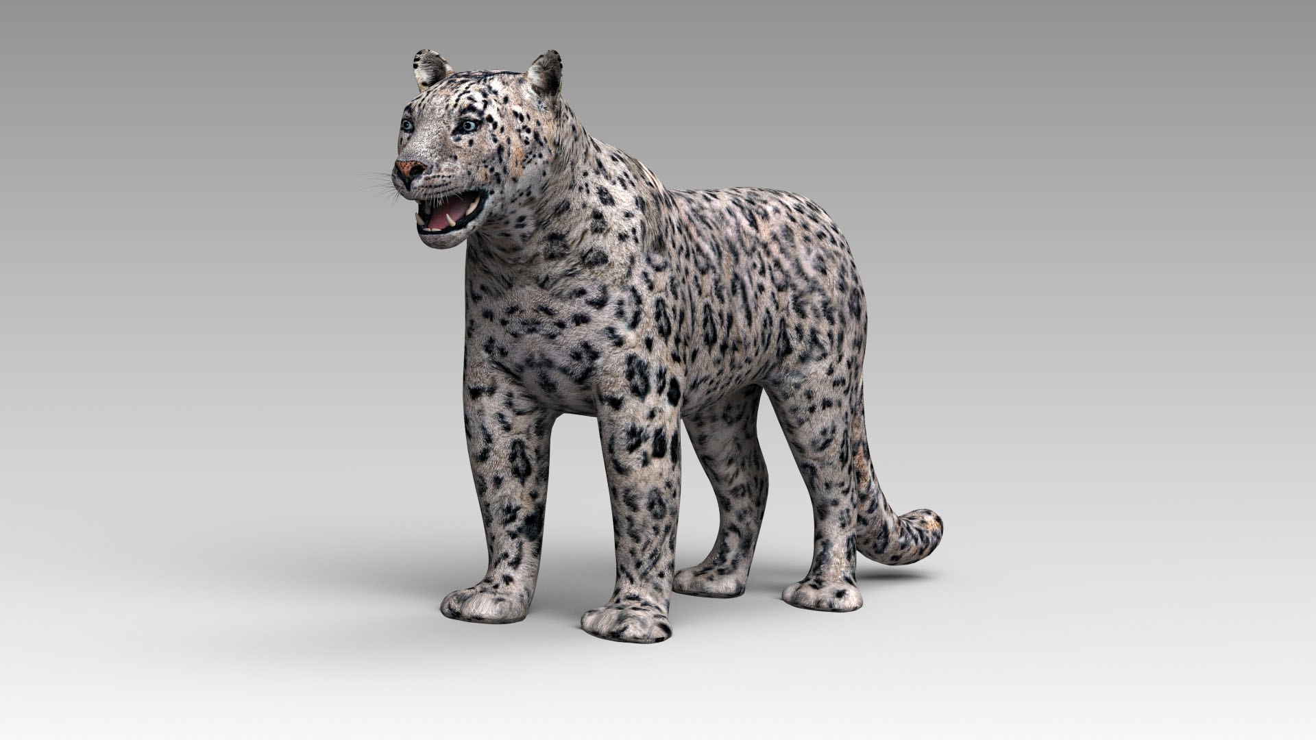 Snow Leopards C4d