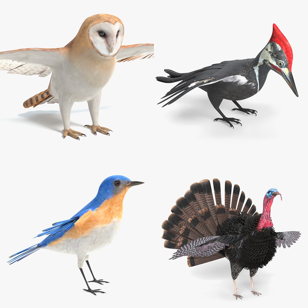 3D Bird Owl Woodpecker - TurboSquid 1677264