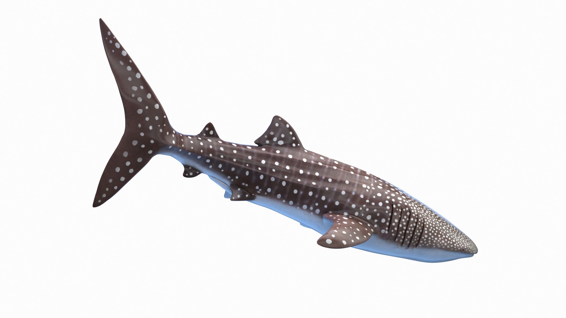 Whale Shark Animated 3D Model - TurboSquid 2150494