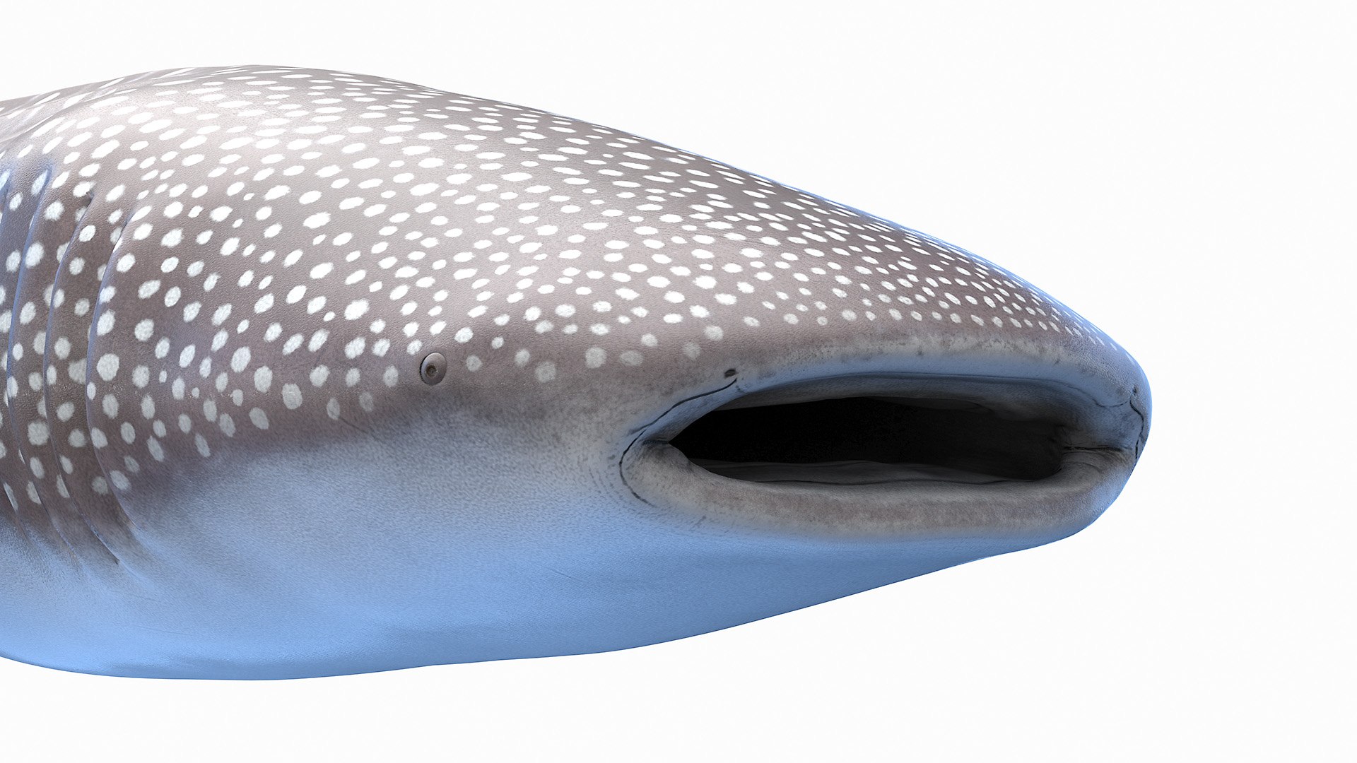 Whale Shark Animated 3D Model - TurboSquid 2150494