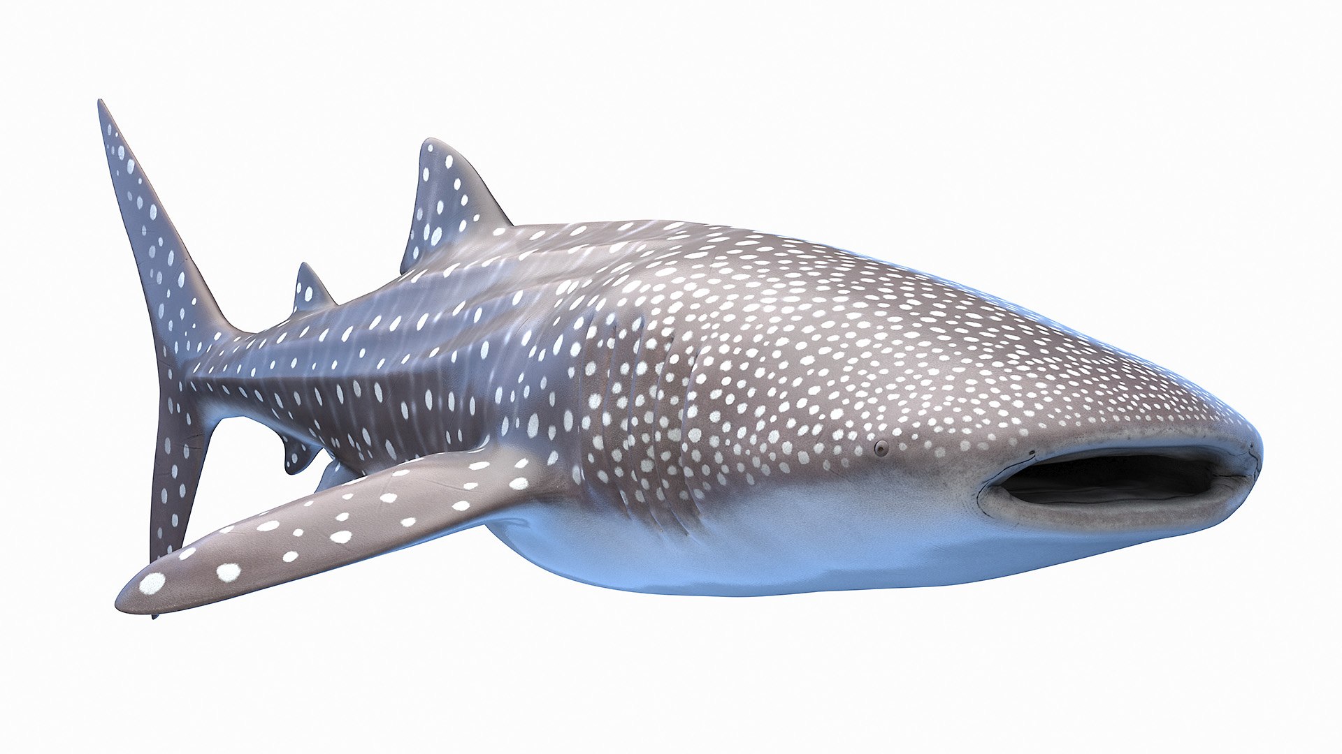 Whale Shark Animated 3D Model - TurboSquid 2150494