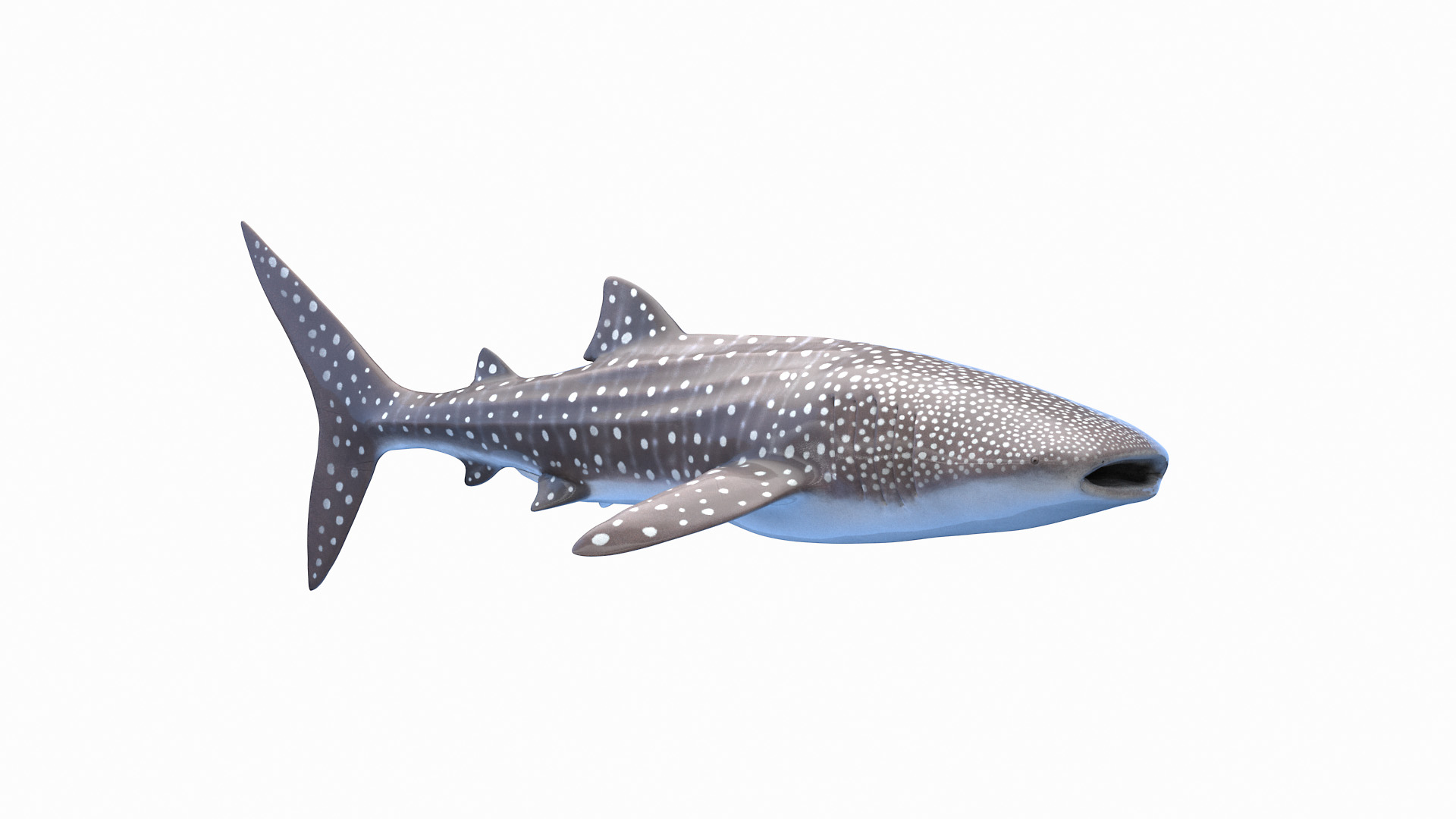 Whale Shark Animated 3D Model - TurboSquid 2150494