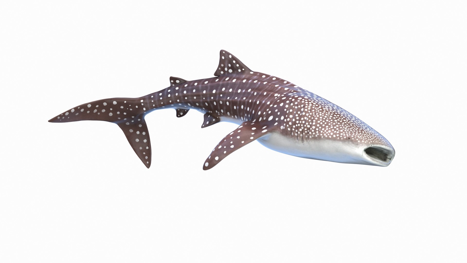 Whale Shark Animated 3D Model - TurboSquid 2150494