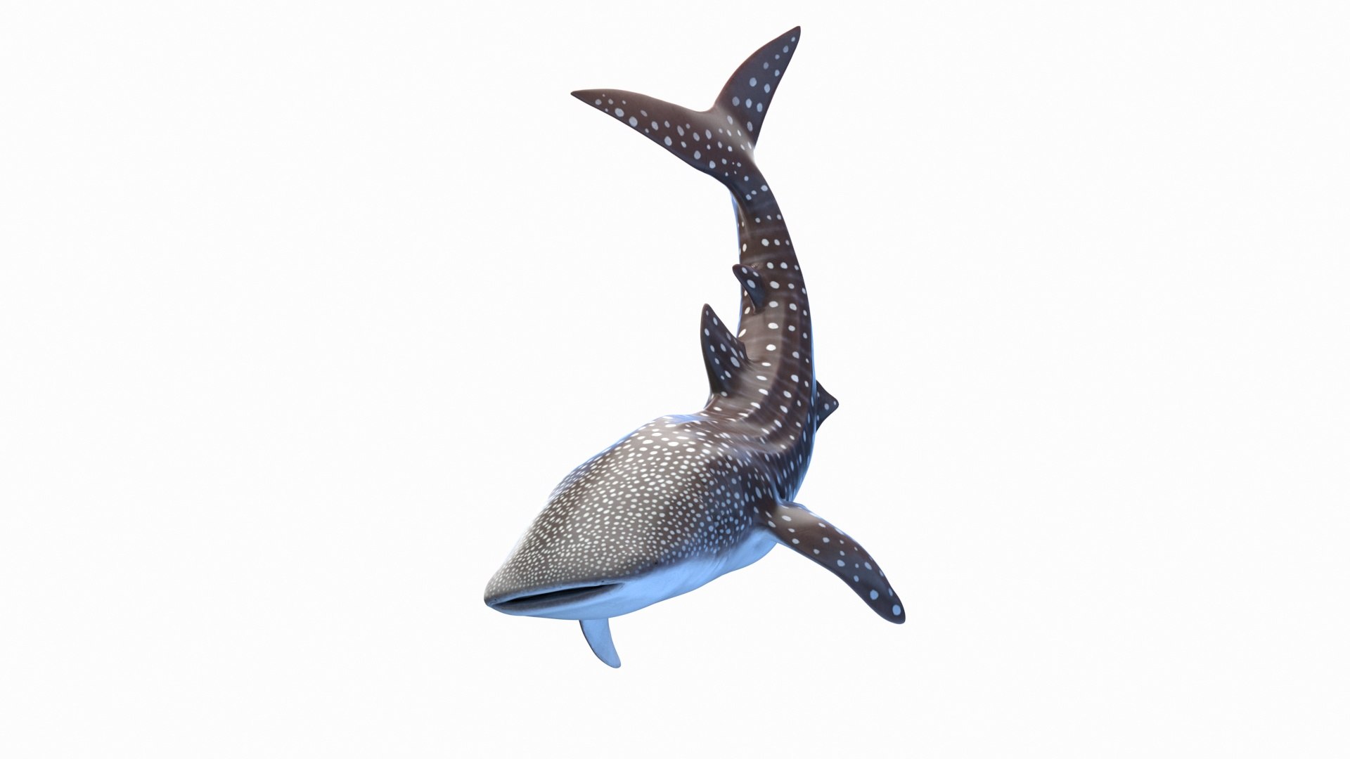 Whale Shark Animated 3D model - TurboSquid 2150494