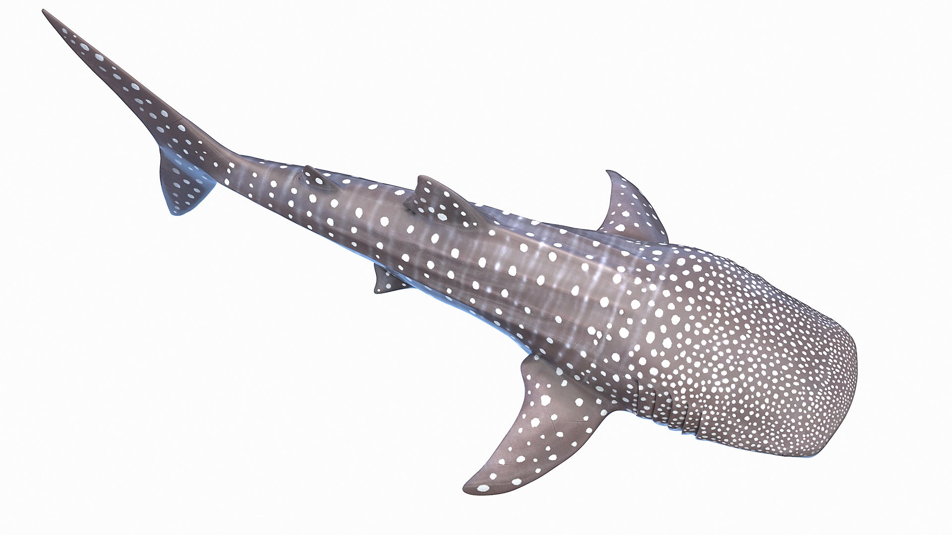 Whale Shark Animated 3D Model - TurboSquid 2150494