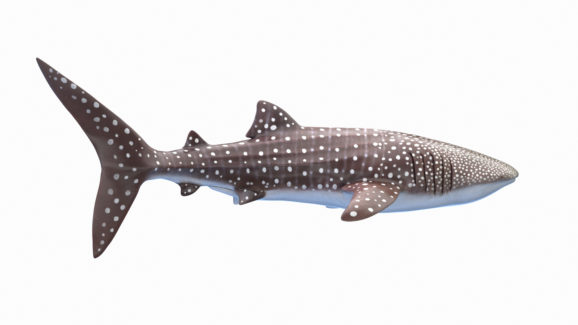 Whale Shark Animated 3D Model - TurboSquid 2150494