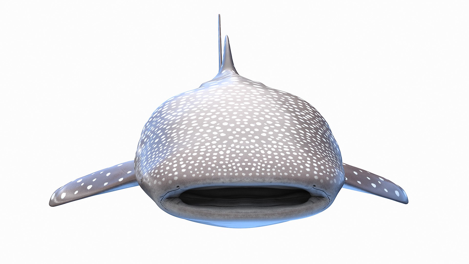 Whale Shark Animated 3D Model - TurboSquid 2150494