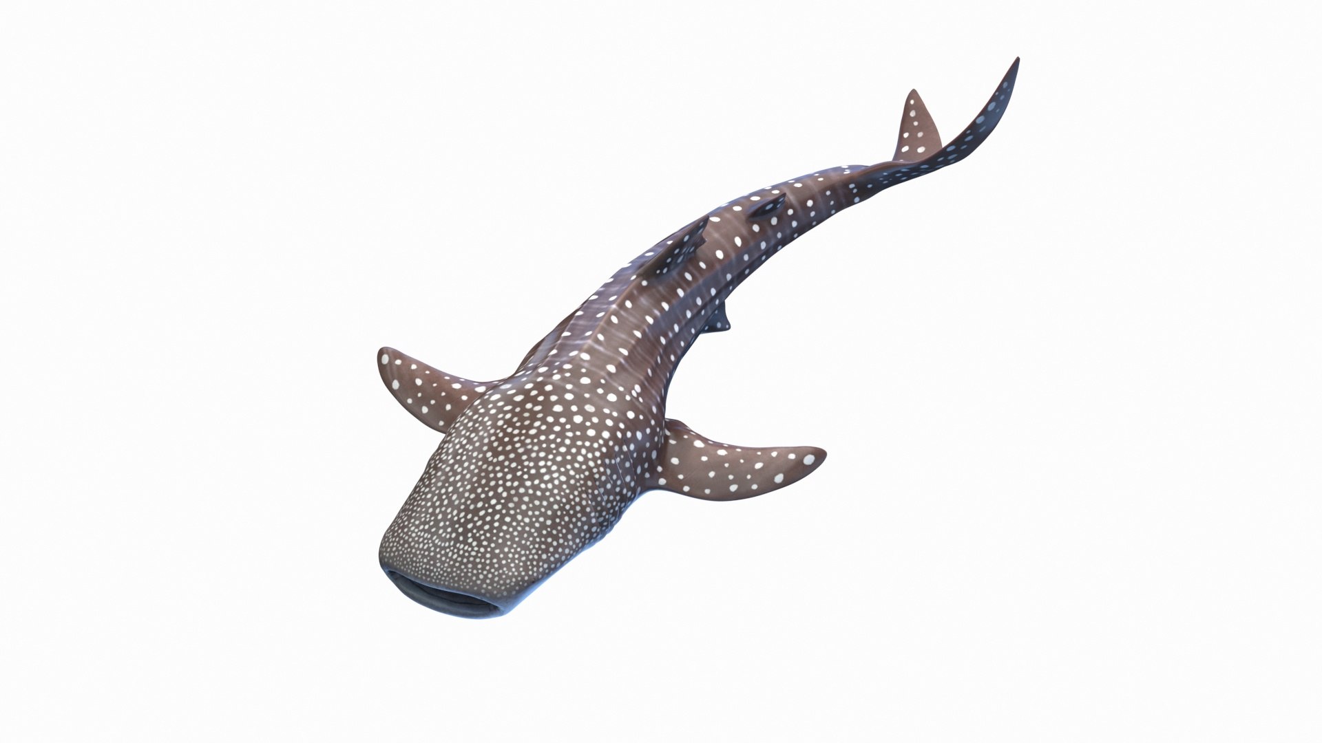 Whale Shark Animated 3D Model - TurboSquid 2150494