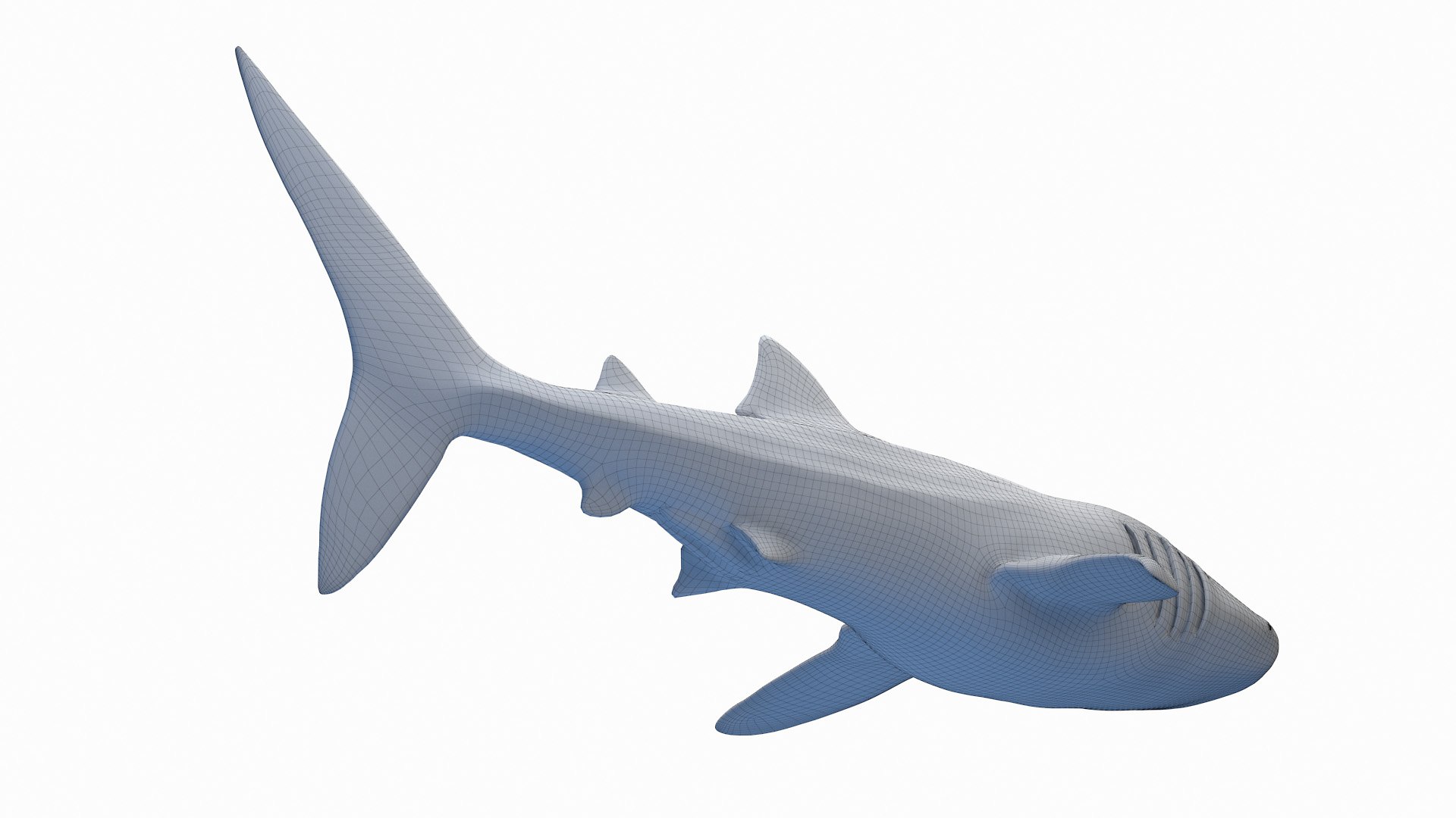 Whale Shark Animated 3D Model - TurboSquid 2150494