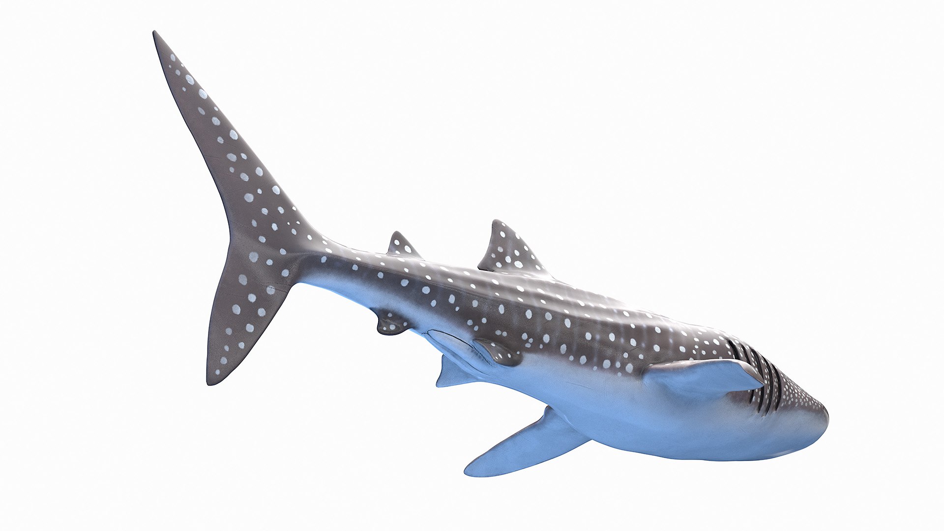 Whale Shark Animated 3D Model - TurboSquid 2150494