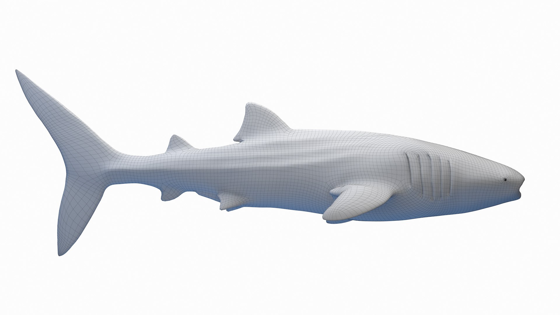 Whale Shark Animated 3D Model - TurboSquid 2150494