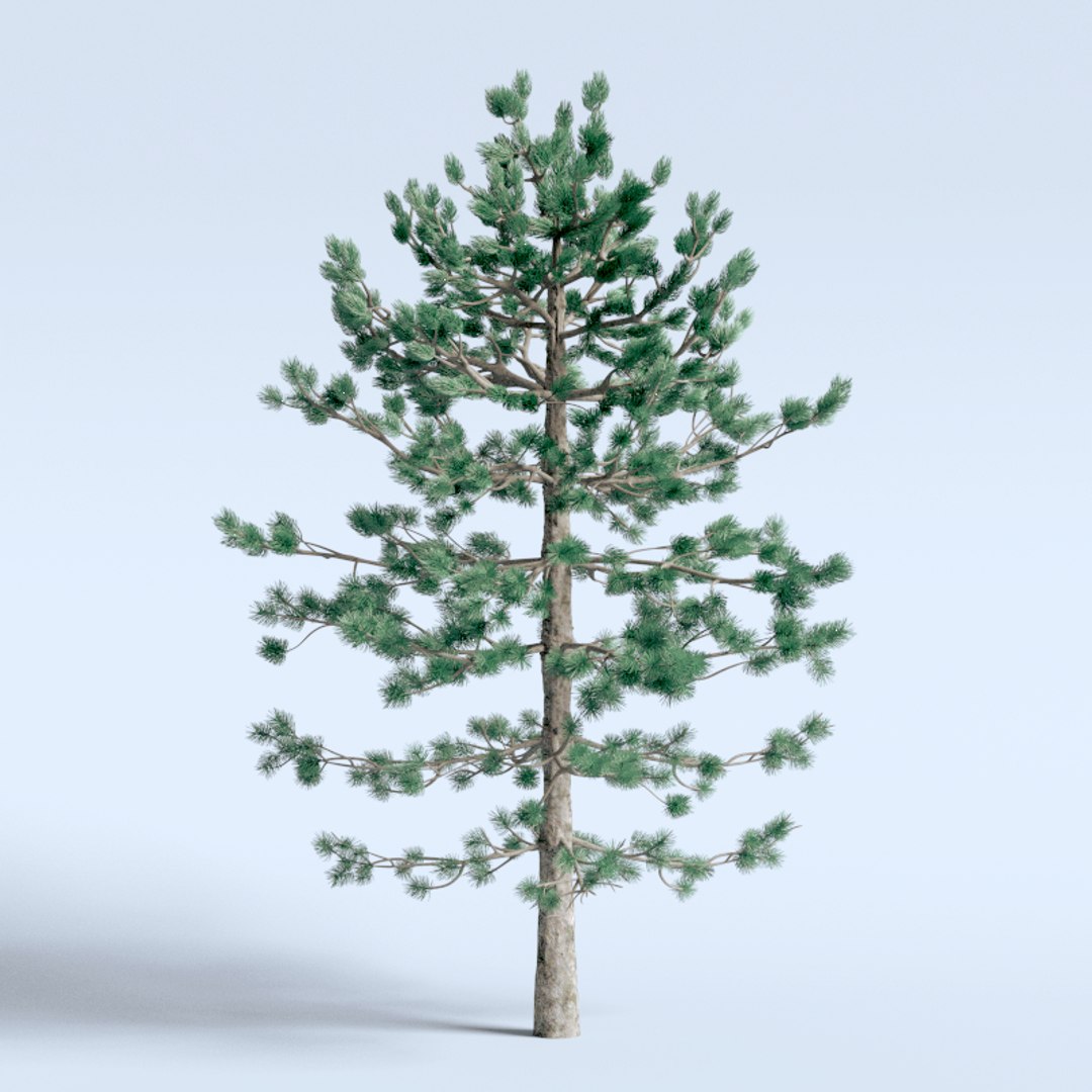 3d Pine Tree