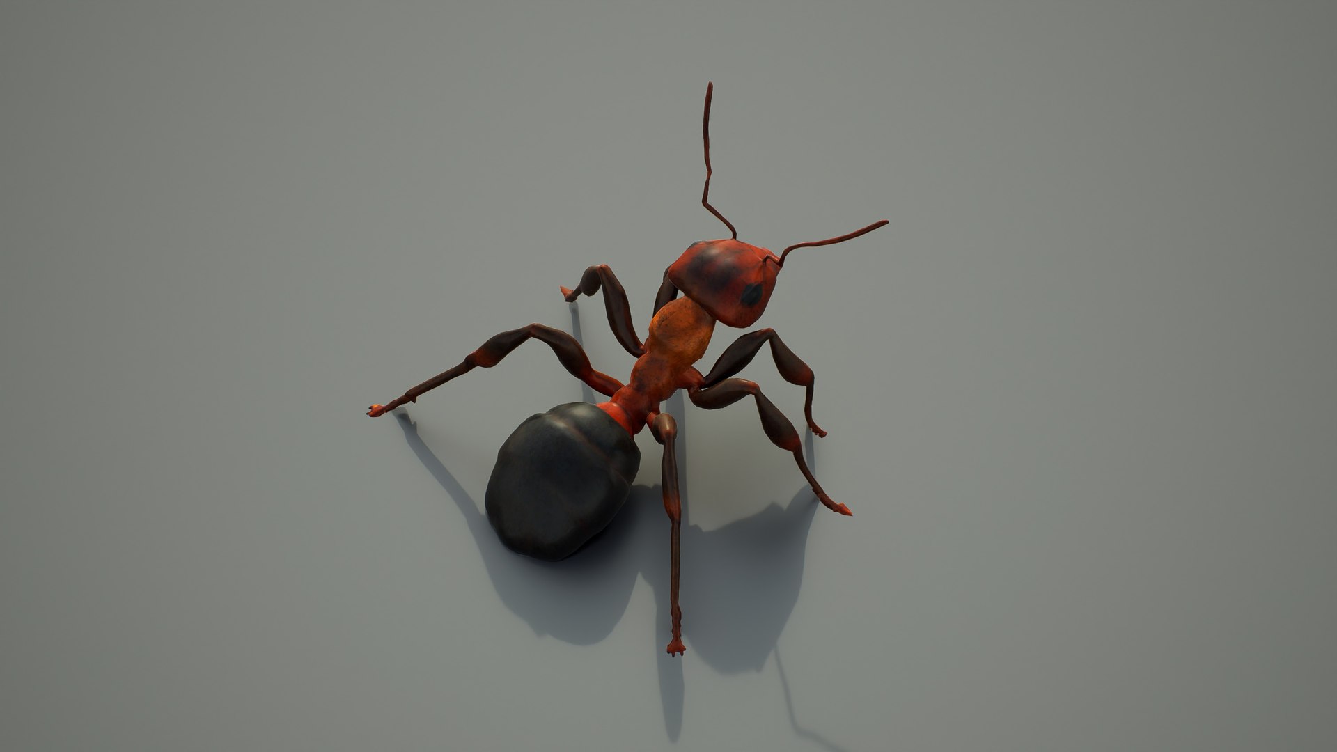 Ant 3D Model - TurboSquid 2407554