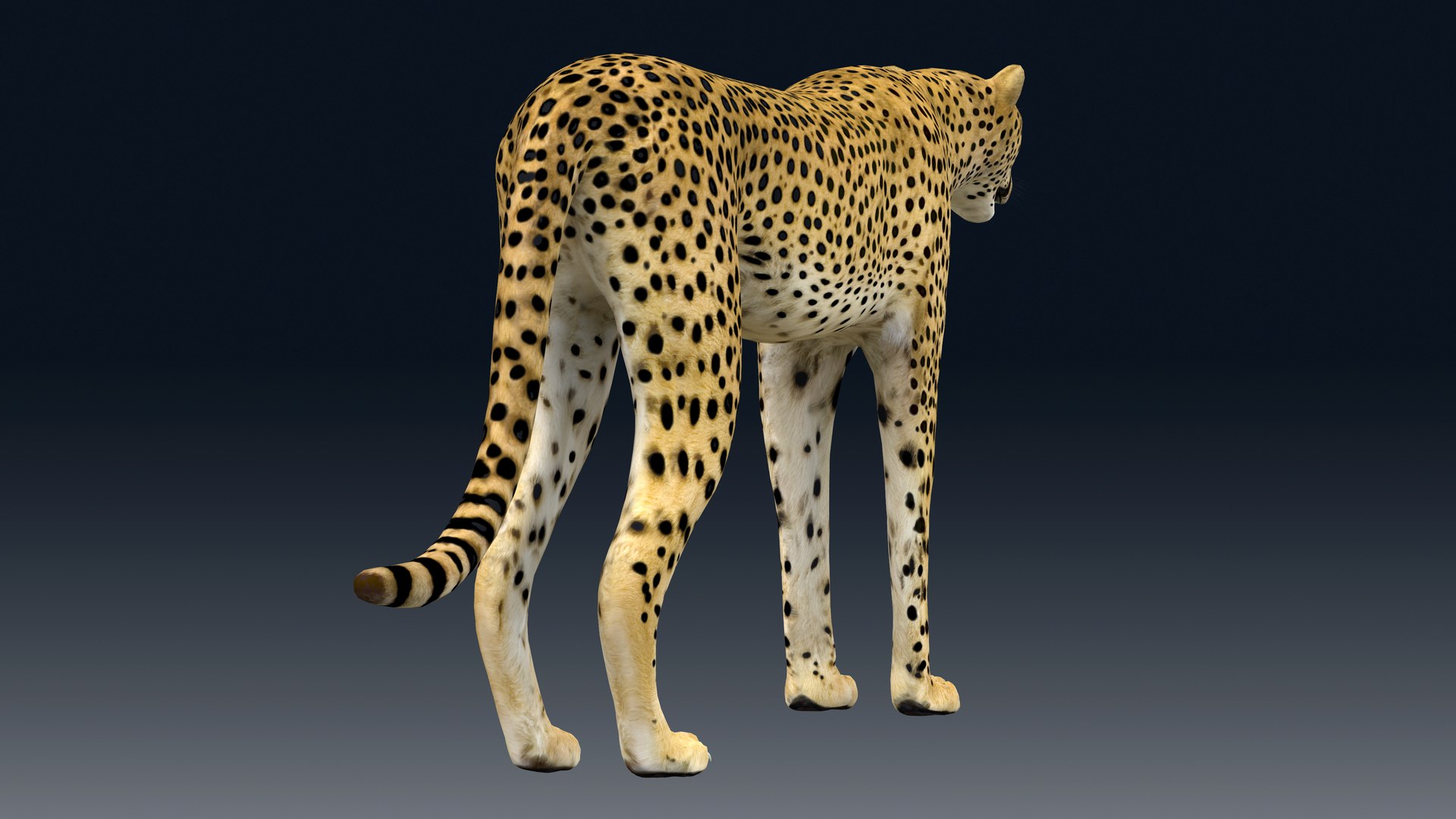 Cheetah Animated NO FUR 1 3D model - TurboSquid 1977462
