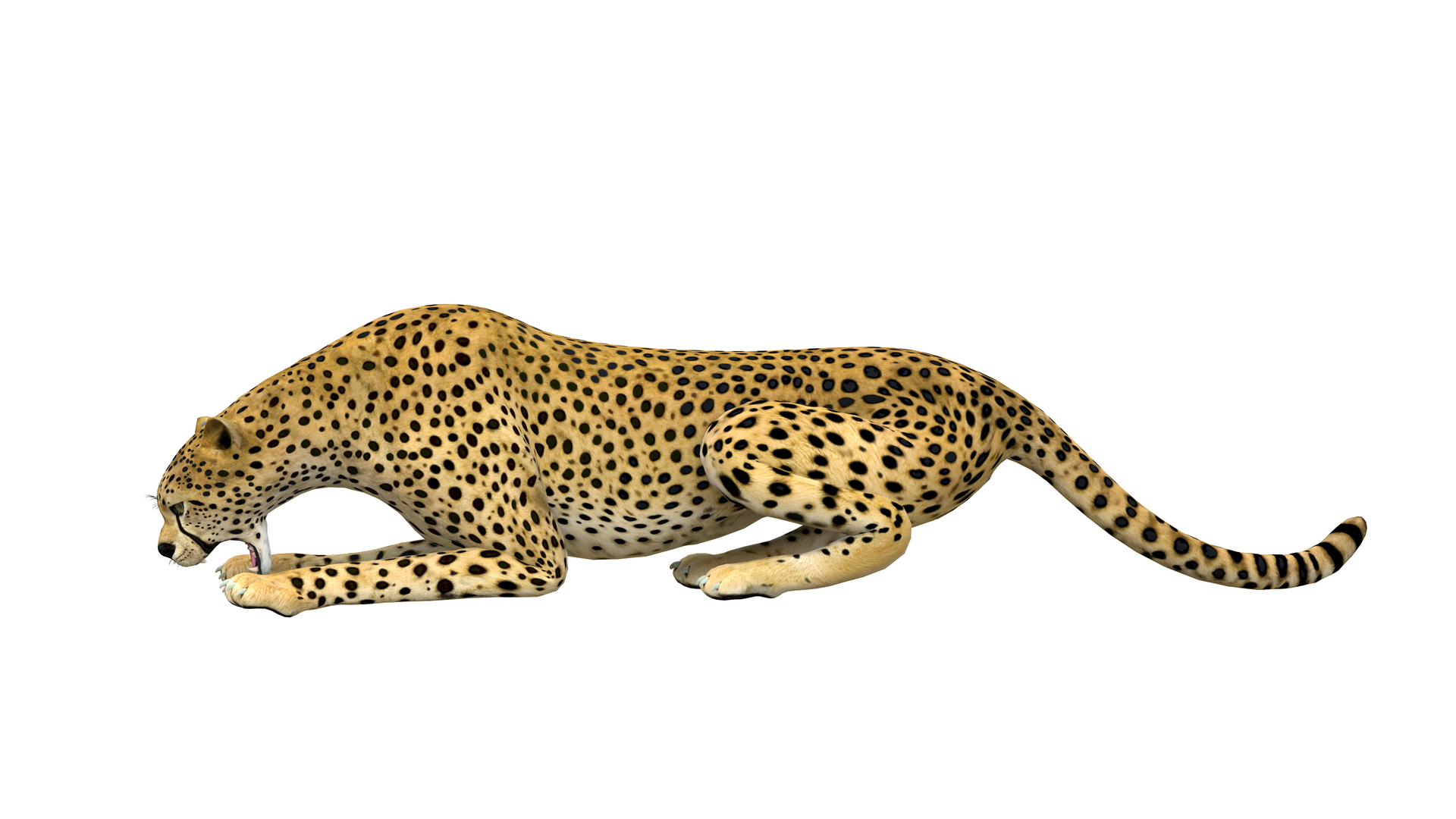 Cheetah Animated NO FUR 1 3D model - TurboSquid 1977462
