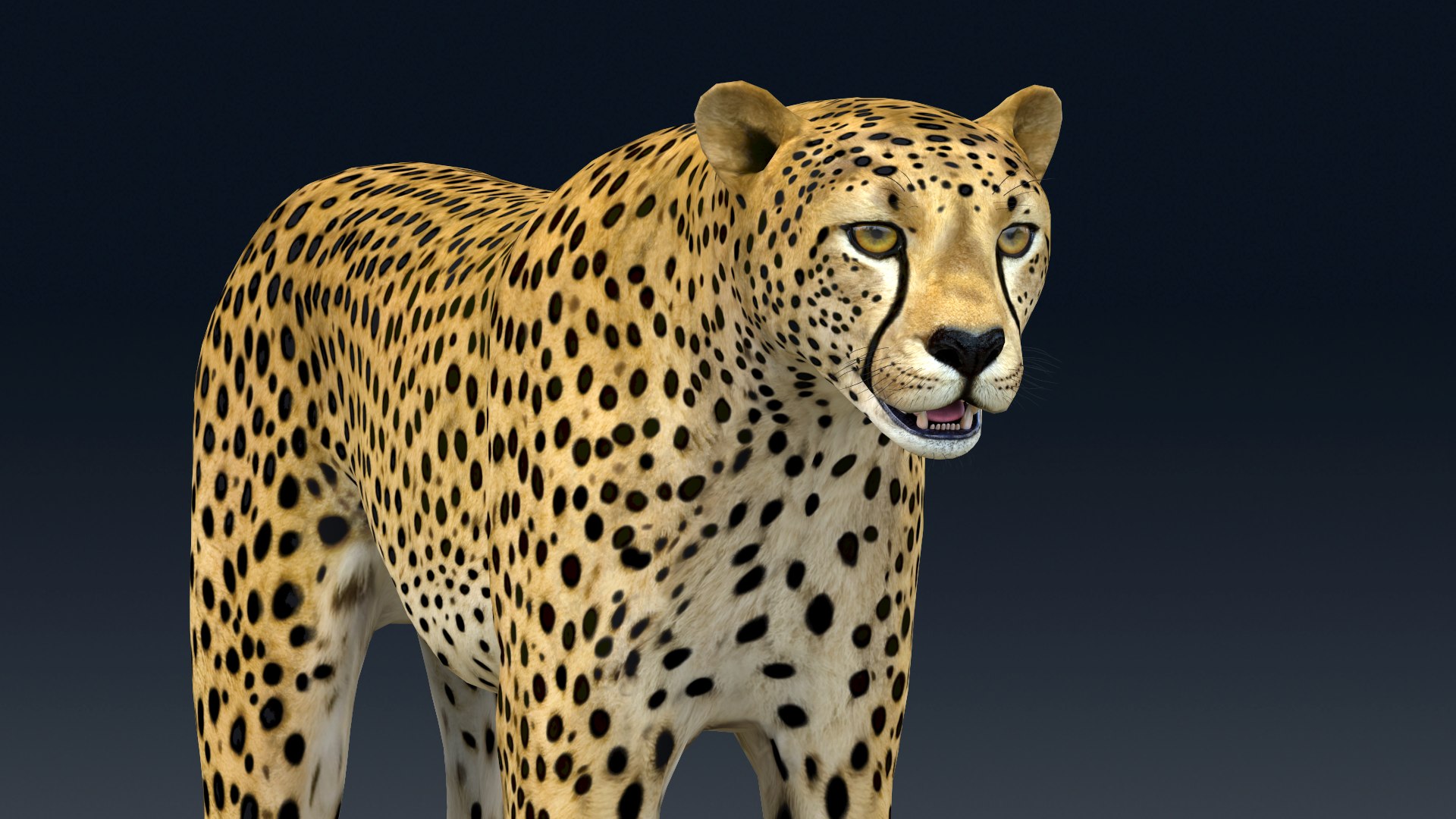Cheetah Animated NO FUR 1 3D model - TurboSquid 1977462