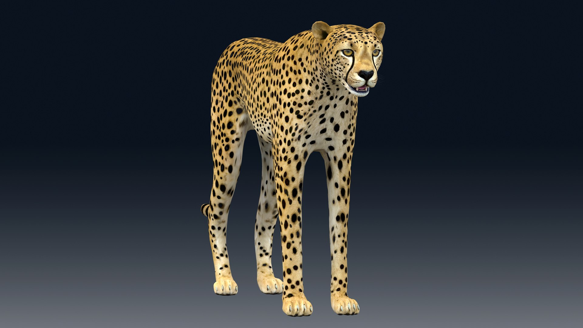 Cheetah Animated NO FUR 1 3D model - TurboSquid 1977462