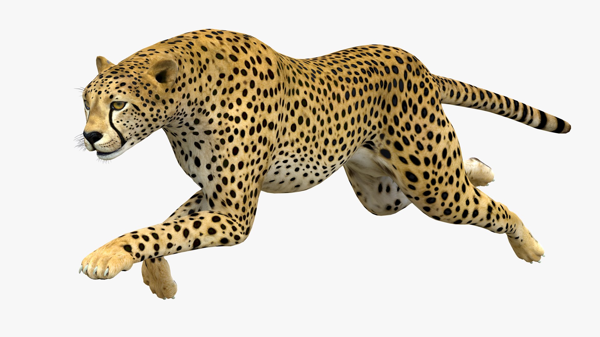 Cheetah Animated NO FUR 1 3D model - TurboSquid 1977462