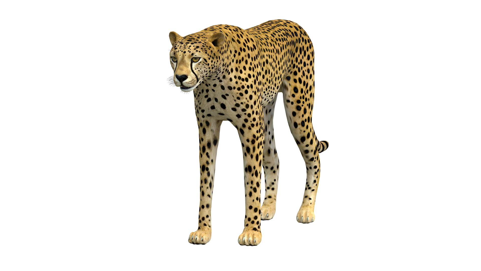 Cheetah Animated NO FUR 1 3D model - TurboSquid 1977462
