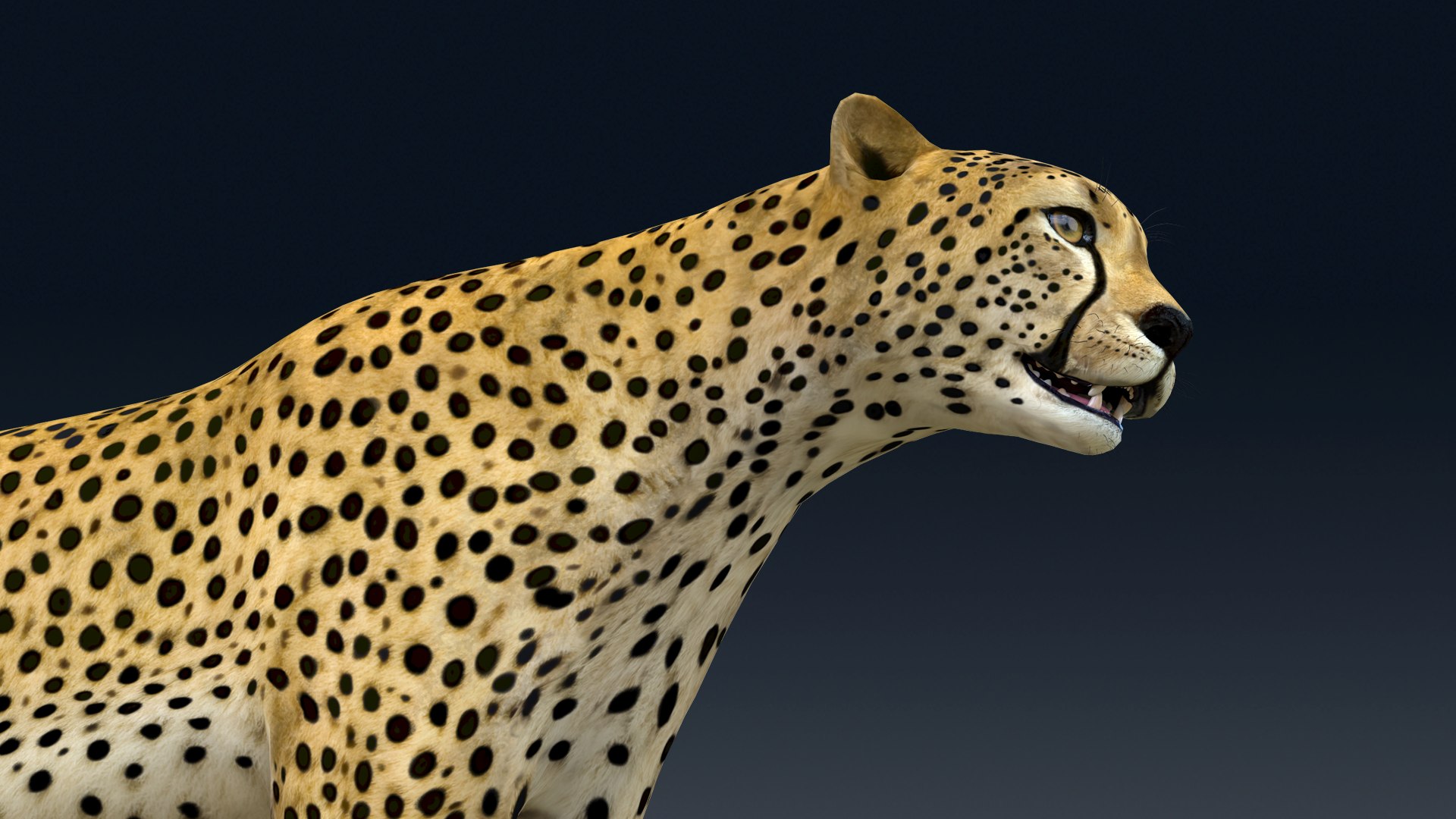 Cheetah Animated NO FUR 1 3D model - TurboSquid 1977462