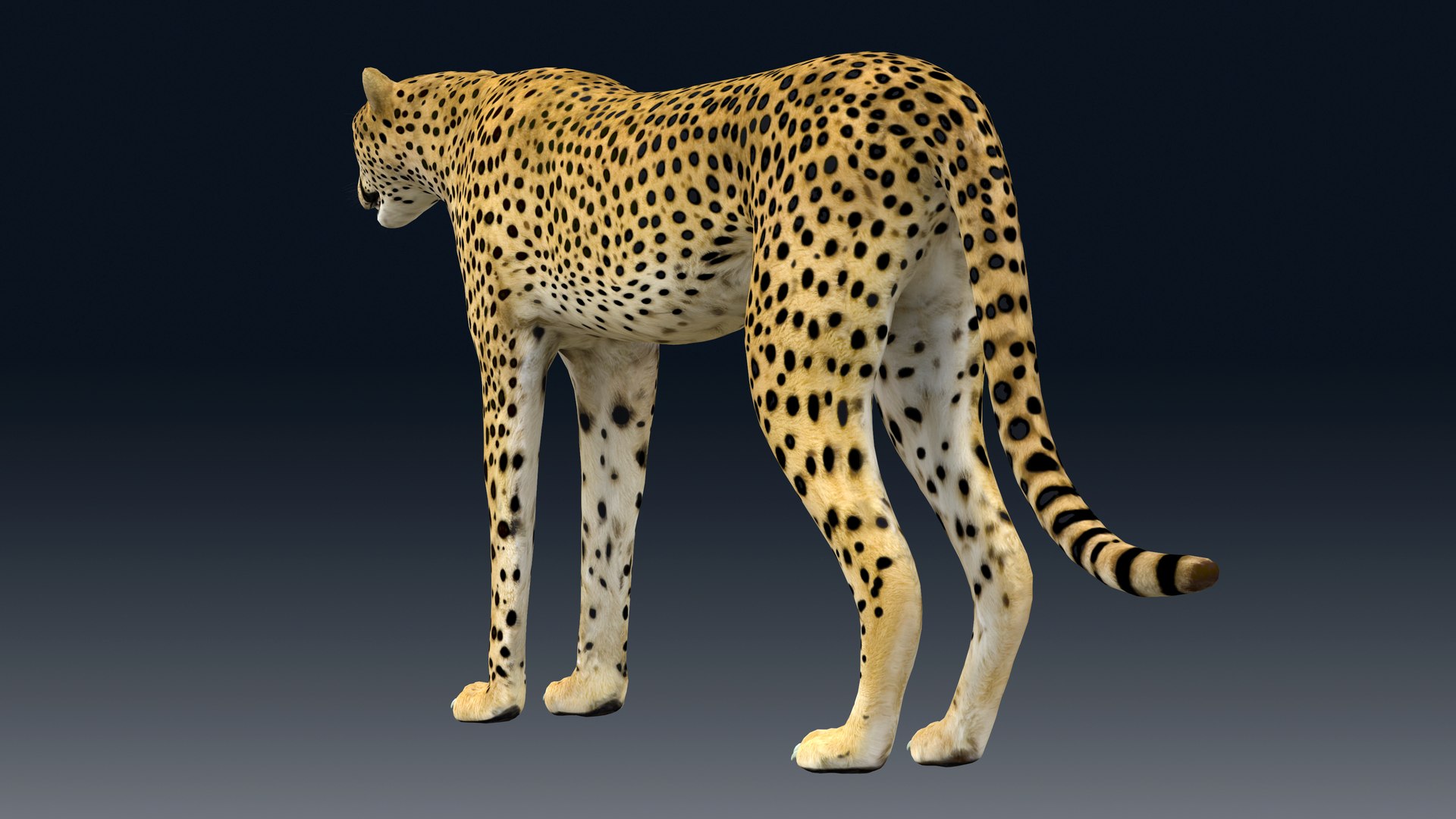 Cheetah Animated NO FUR 1 3D model - TurboSquid 1977462