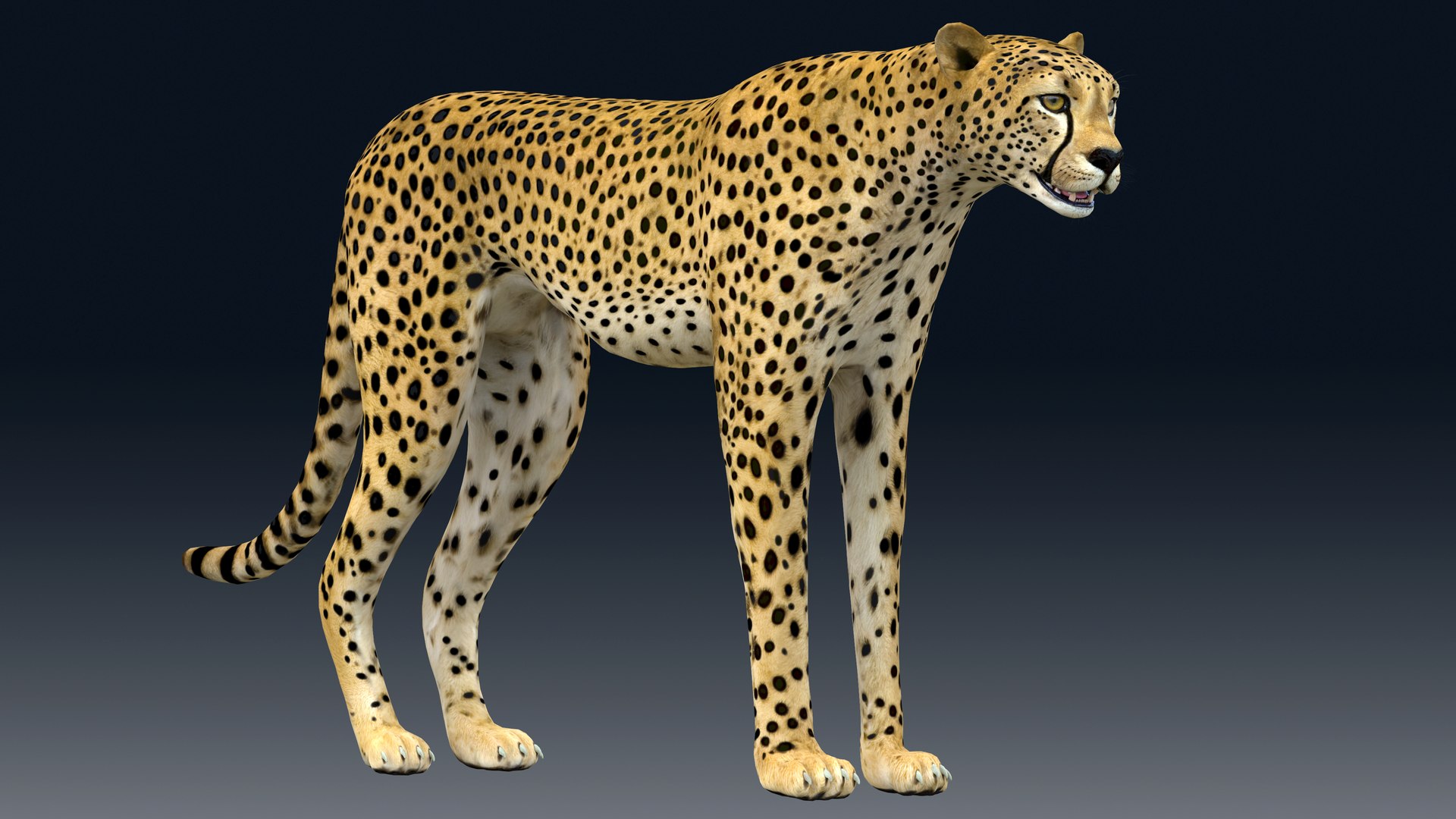 Cheetah Animated NO FUR 1 3D model - TurboSquid 1977462