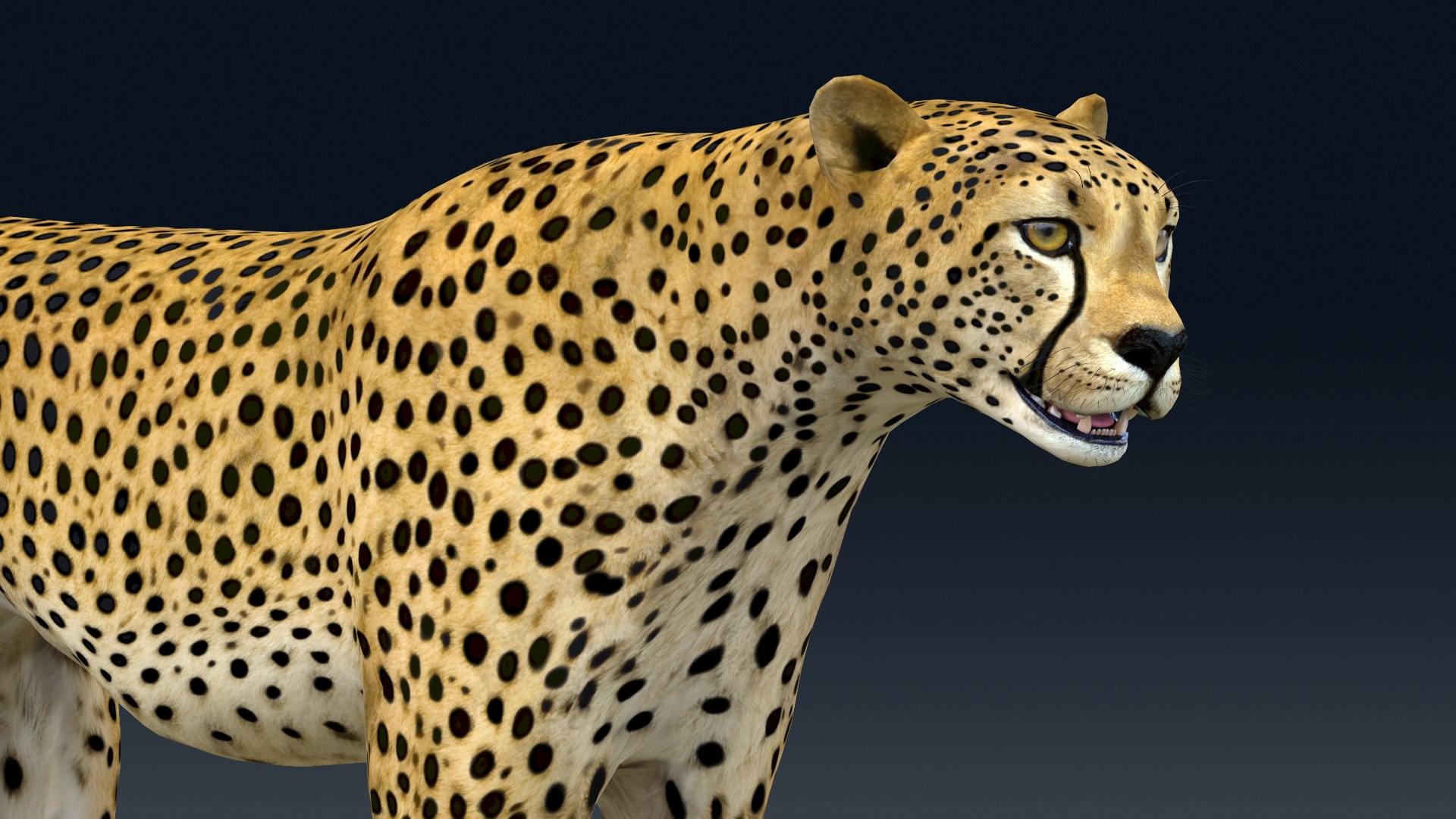 Cheetah Animated NO FUR 1 3D model - TurboSquid 1977462