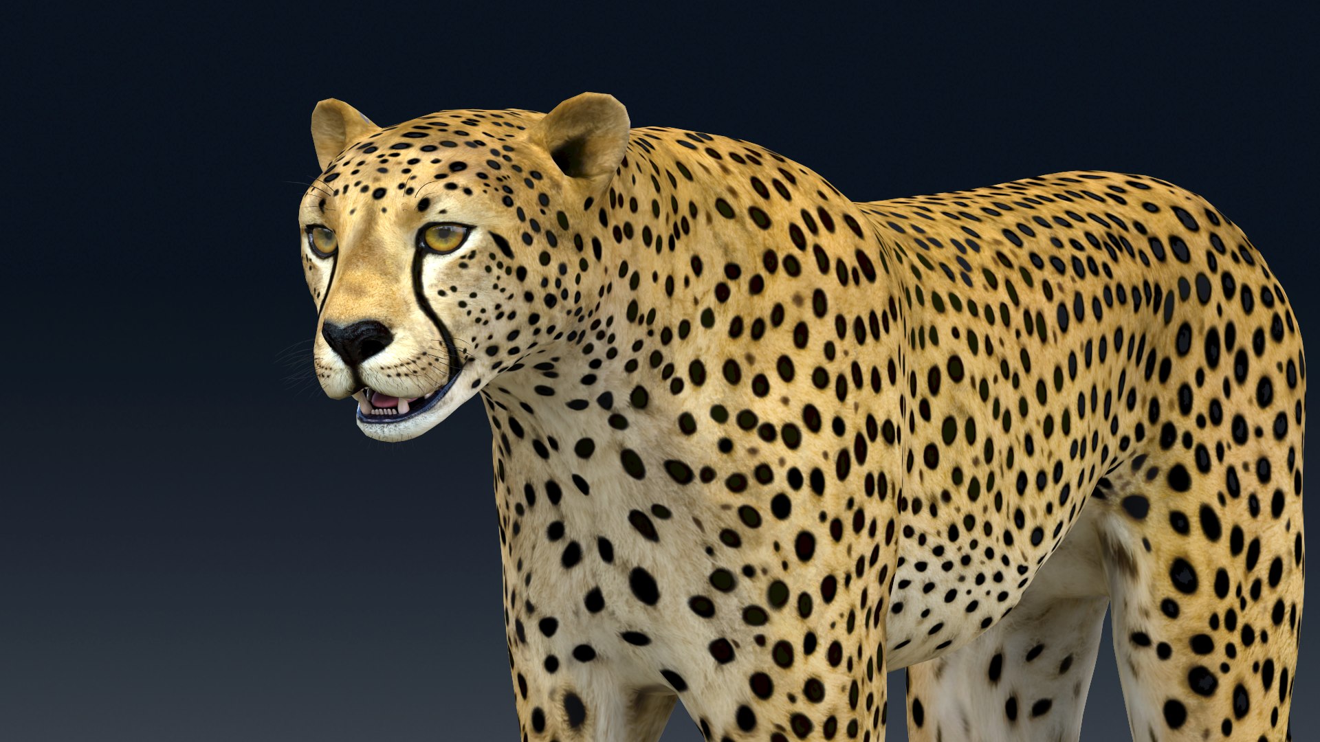 Cheetah Animated NO FUR 1 3D model - TurboSquid 1977462