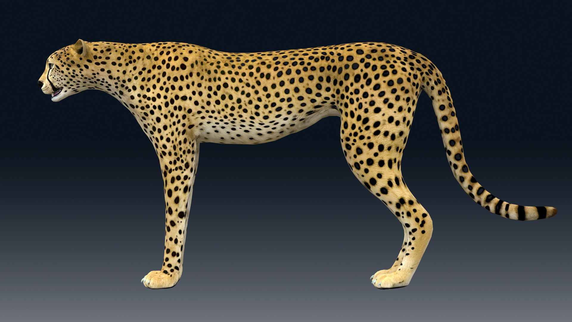 Cheetah Animated NO FUR 1 3D model - TurboSquid 1977462