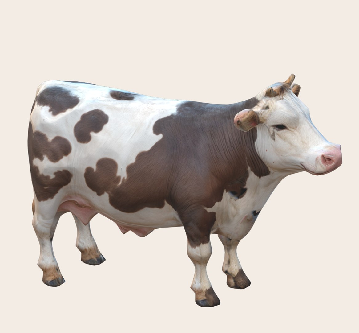 Cow 3D Model - TurboSquid 2223503