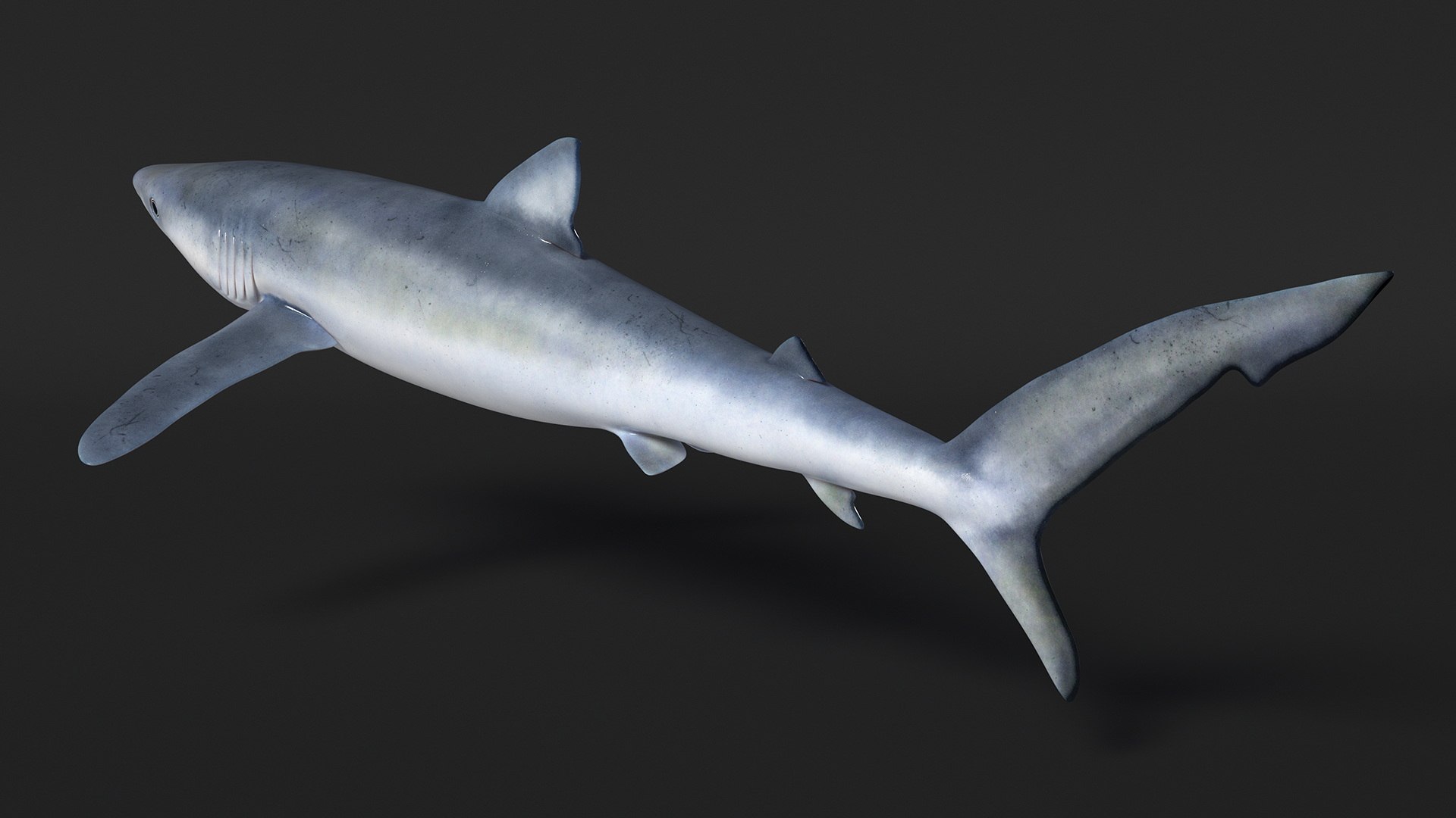 Realistic Blue Shark 3D - TurboSquid 2235892