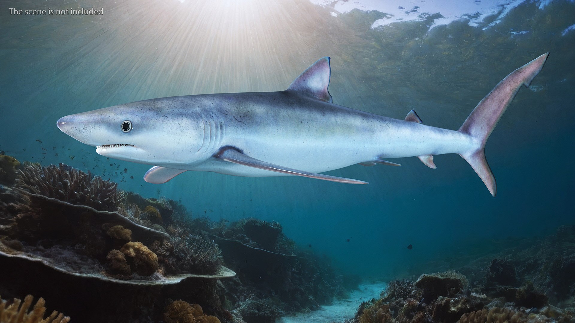 Realistic Blue Shark 3D - TurboSquid 2235892