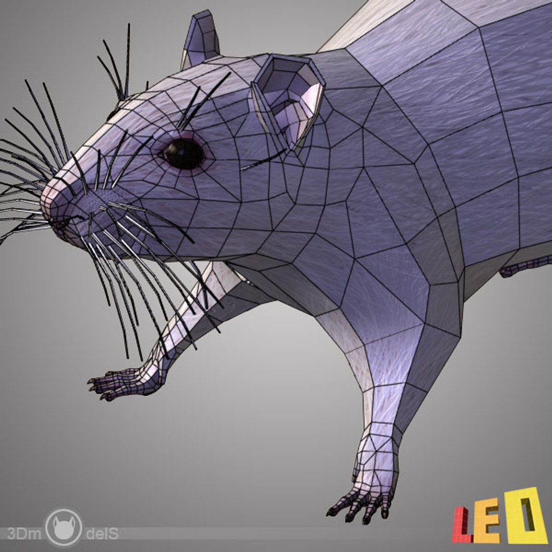3ds max anatomy rat