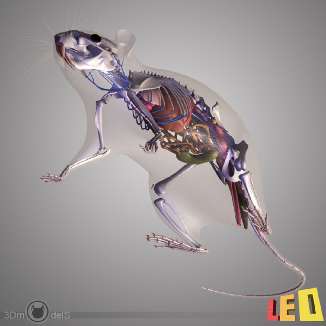3ds Max Anatomy Rat