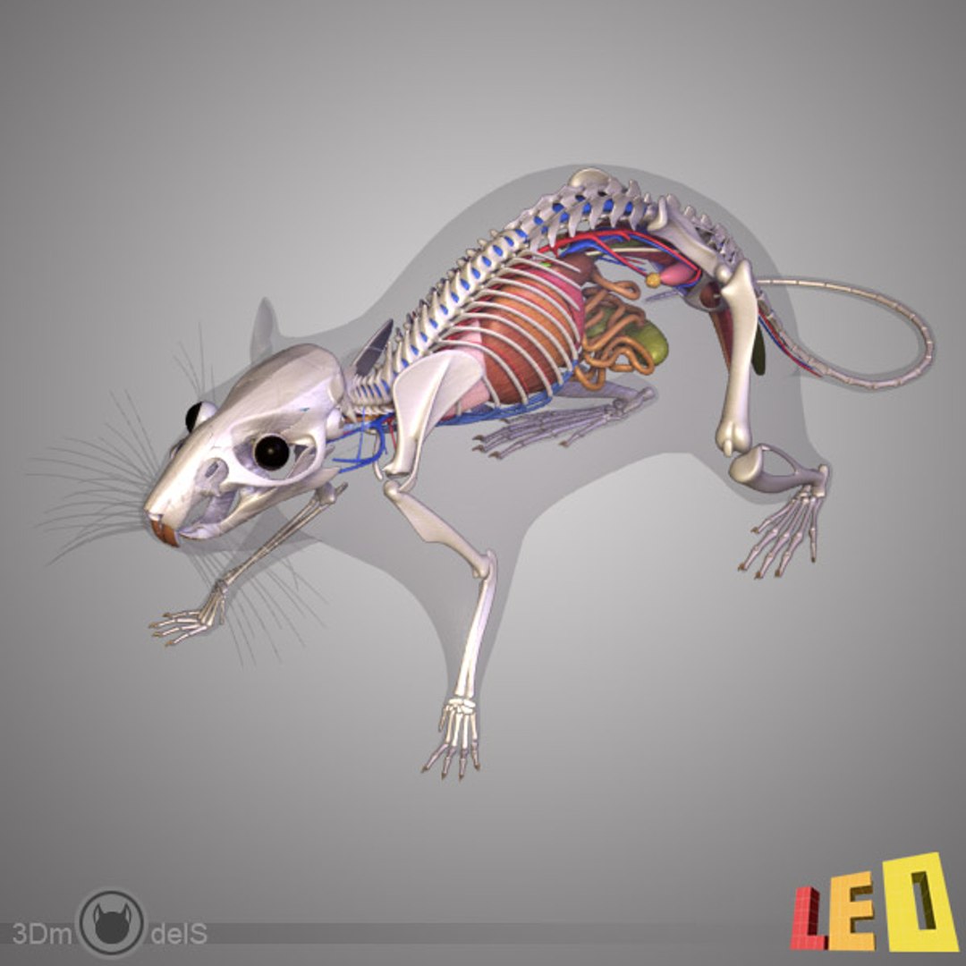 3ds Max Anatomy Rat