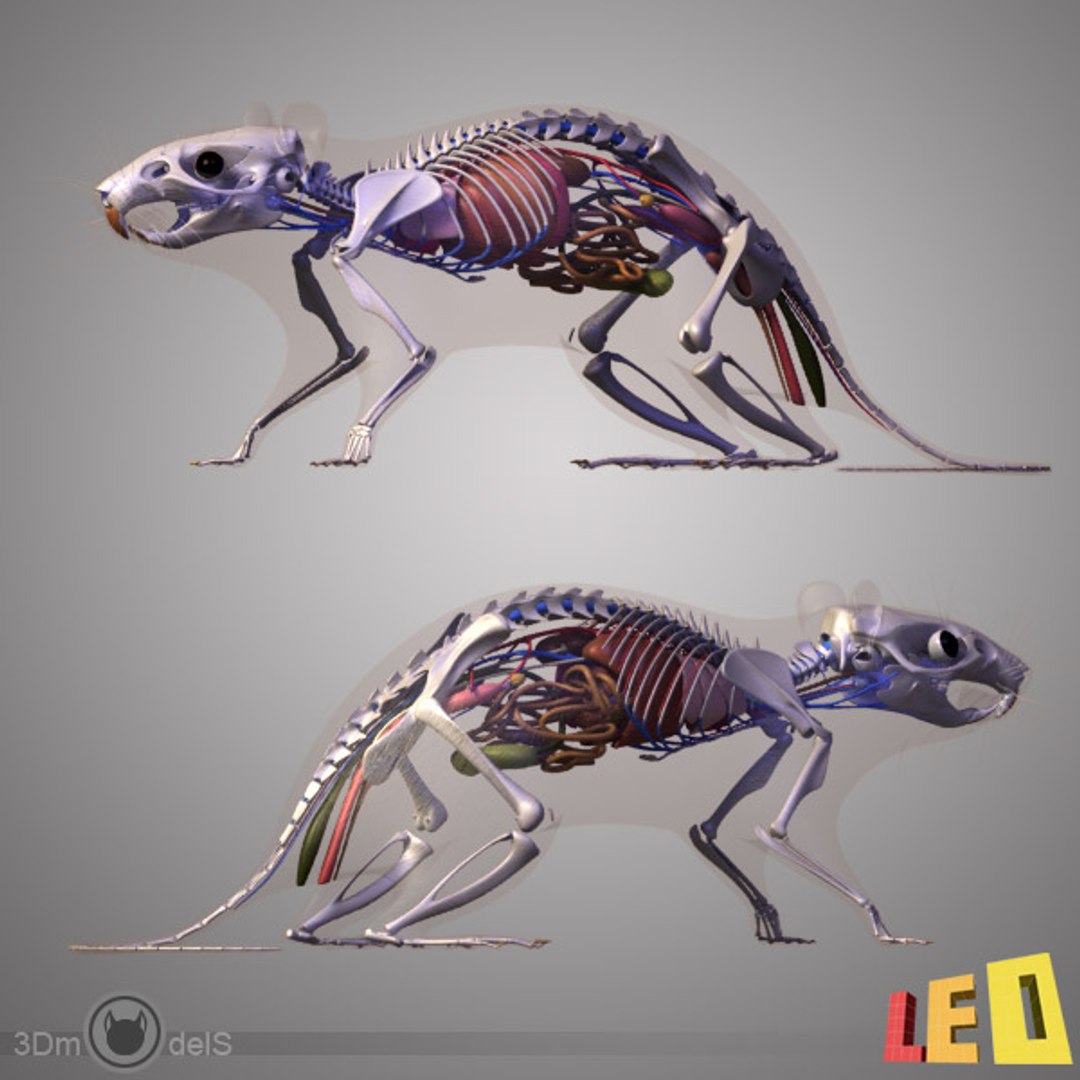 3ds Max Anatomy Rat