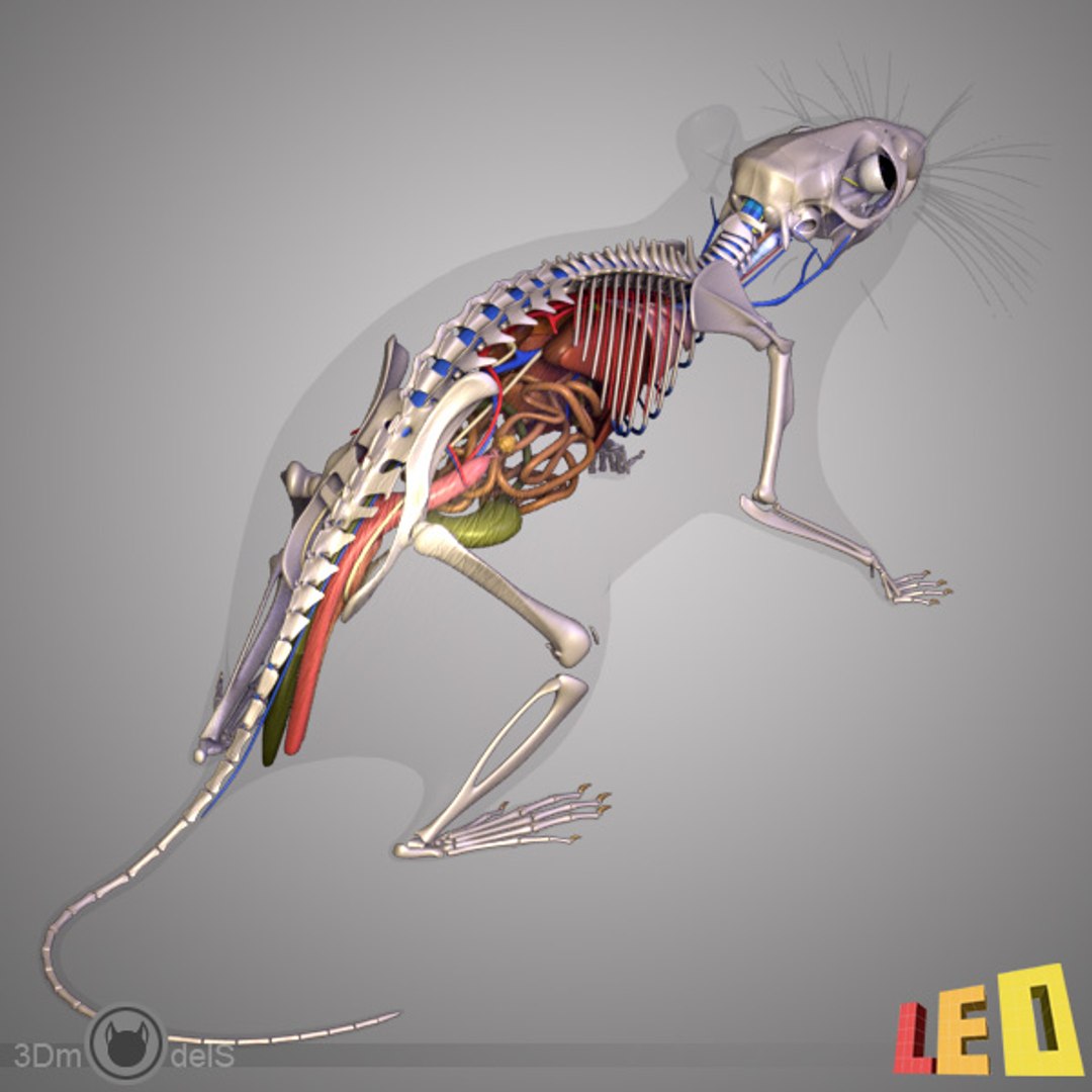 3ds Max Anatomy Rat