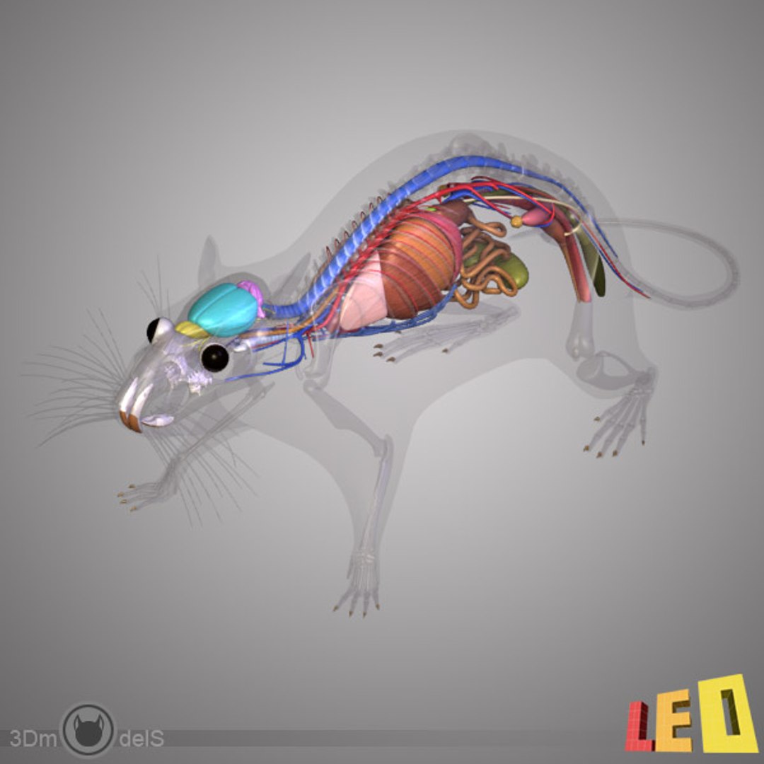 3ds Max Anatomy Rat