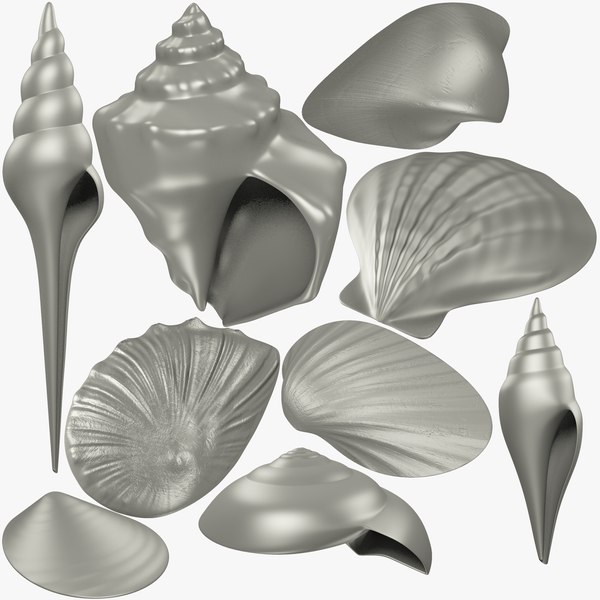 seashells shell 3d model