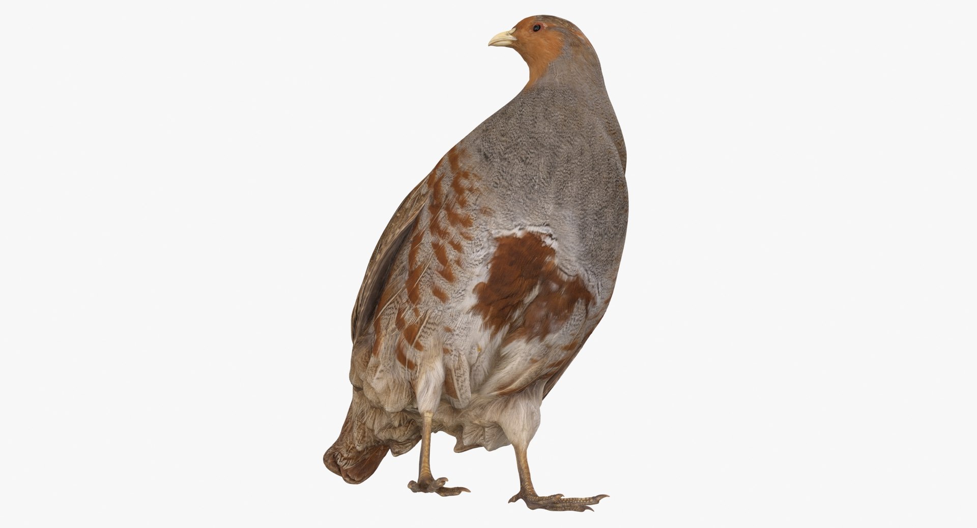 3D Gray Partridge Male 01 Model - TurboSquid 2074685